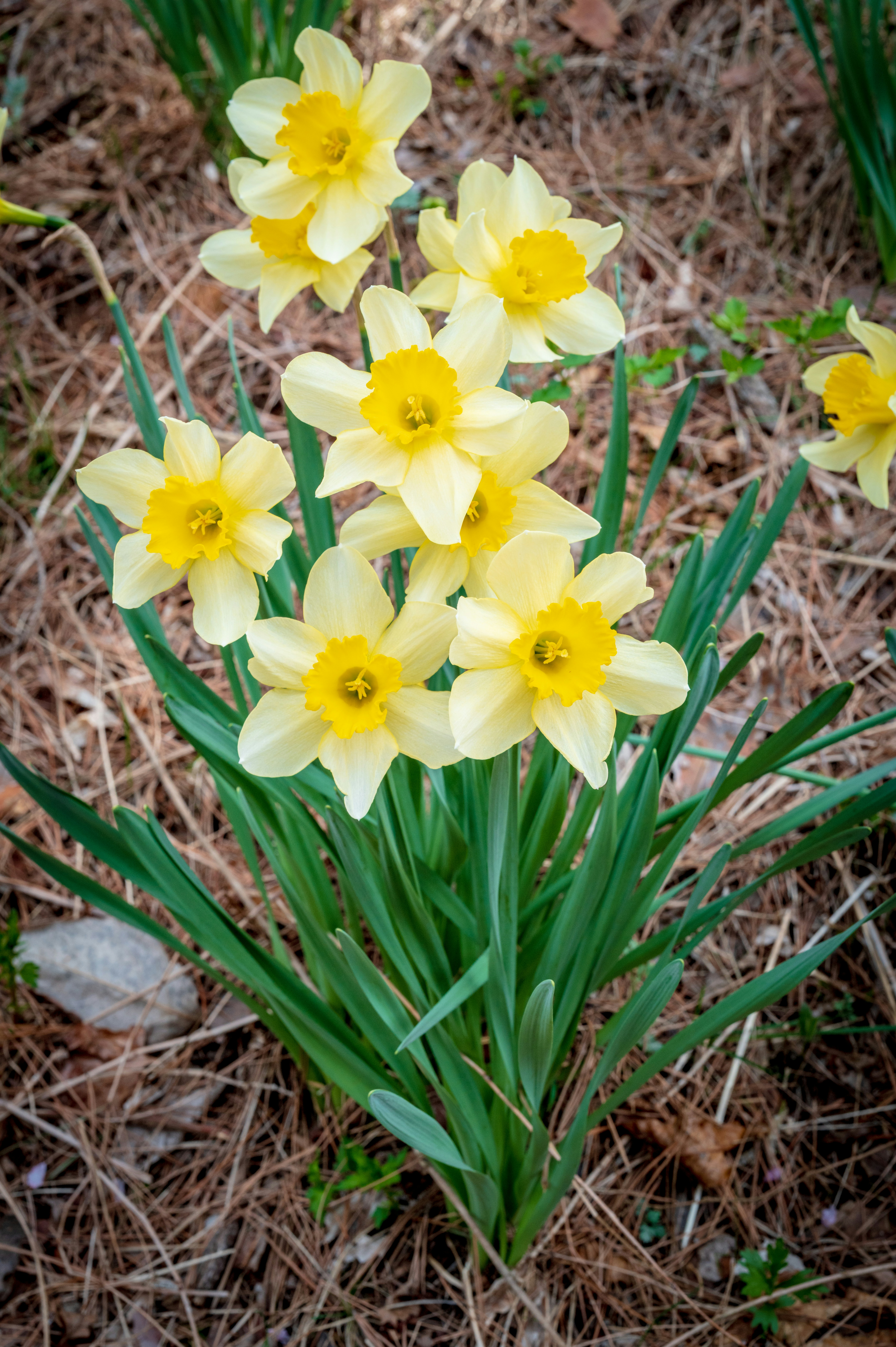 Sunlit Narcissus Parade in Spring Bed