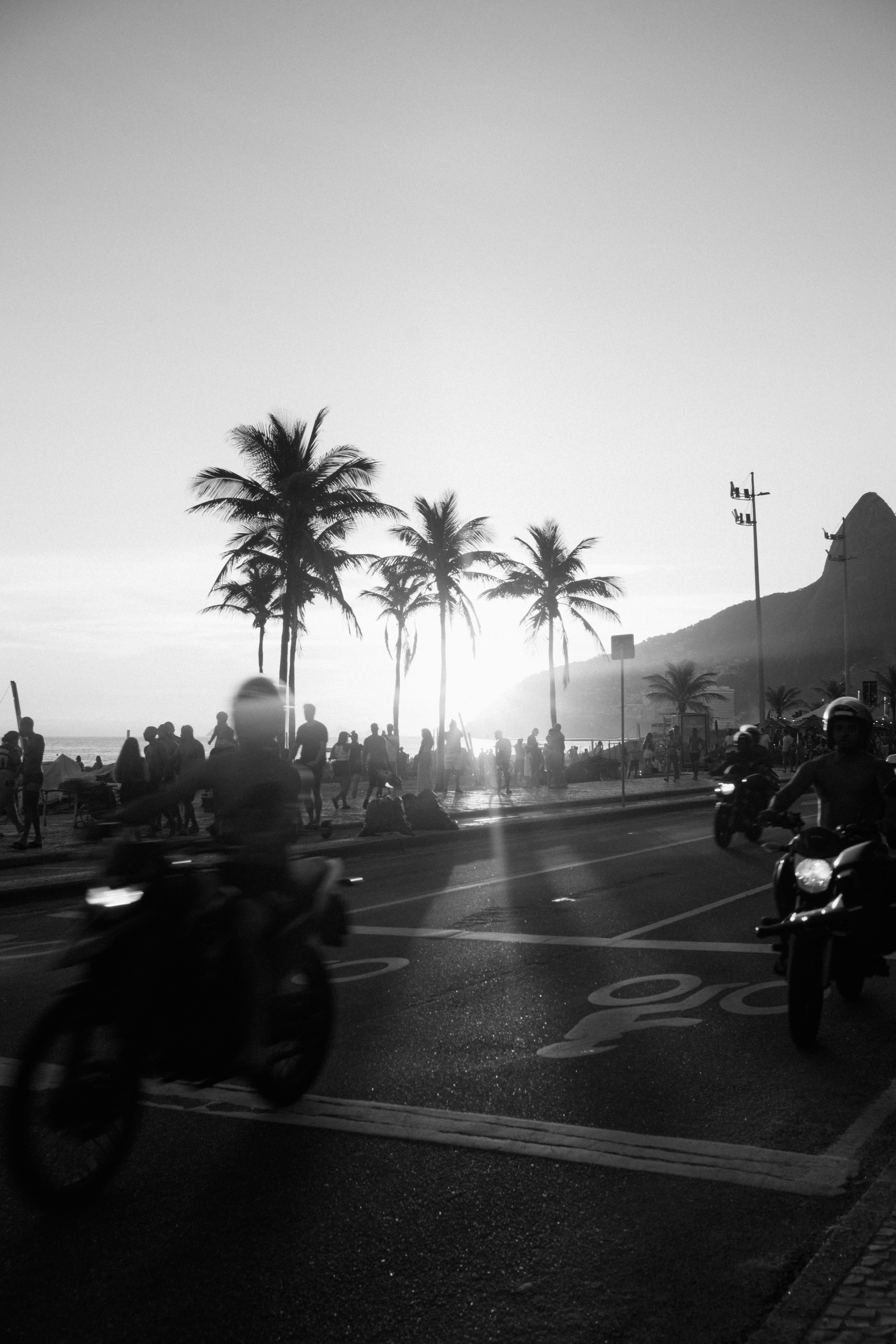 Sunset Silhouettes Along a Palm- lined Seafront