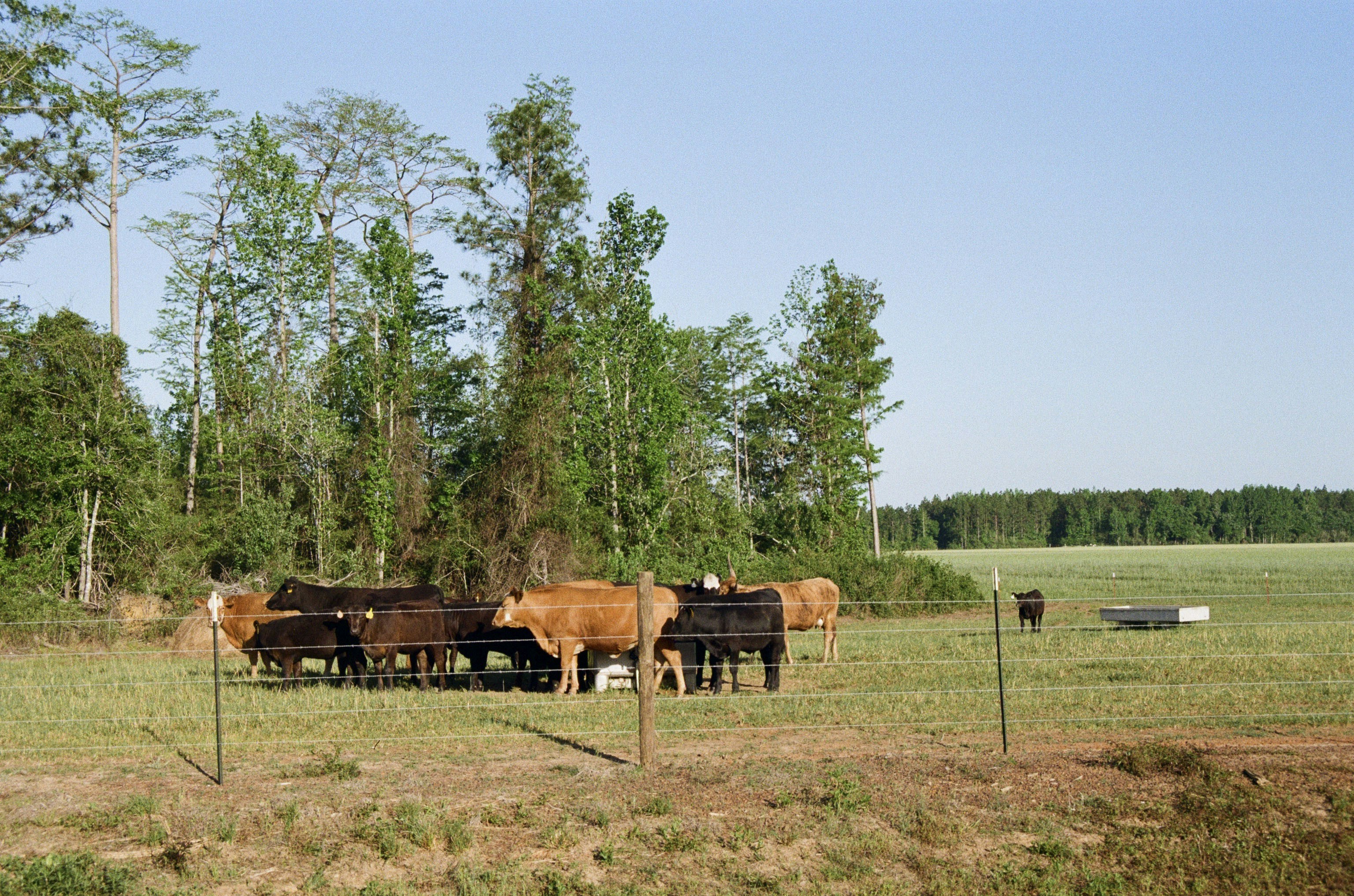 Herd Resting in a Fenced Pasture Beneath a Clear Spring Sky