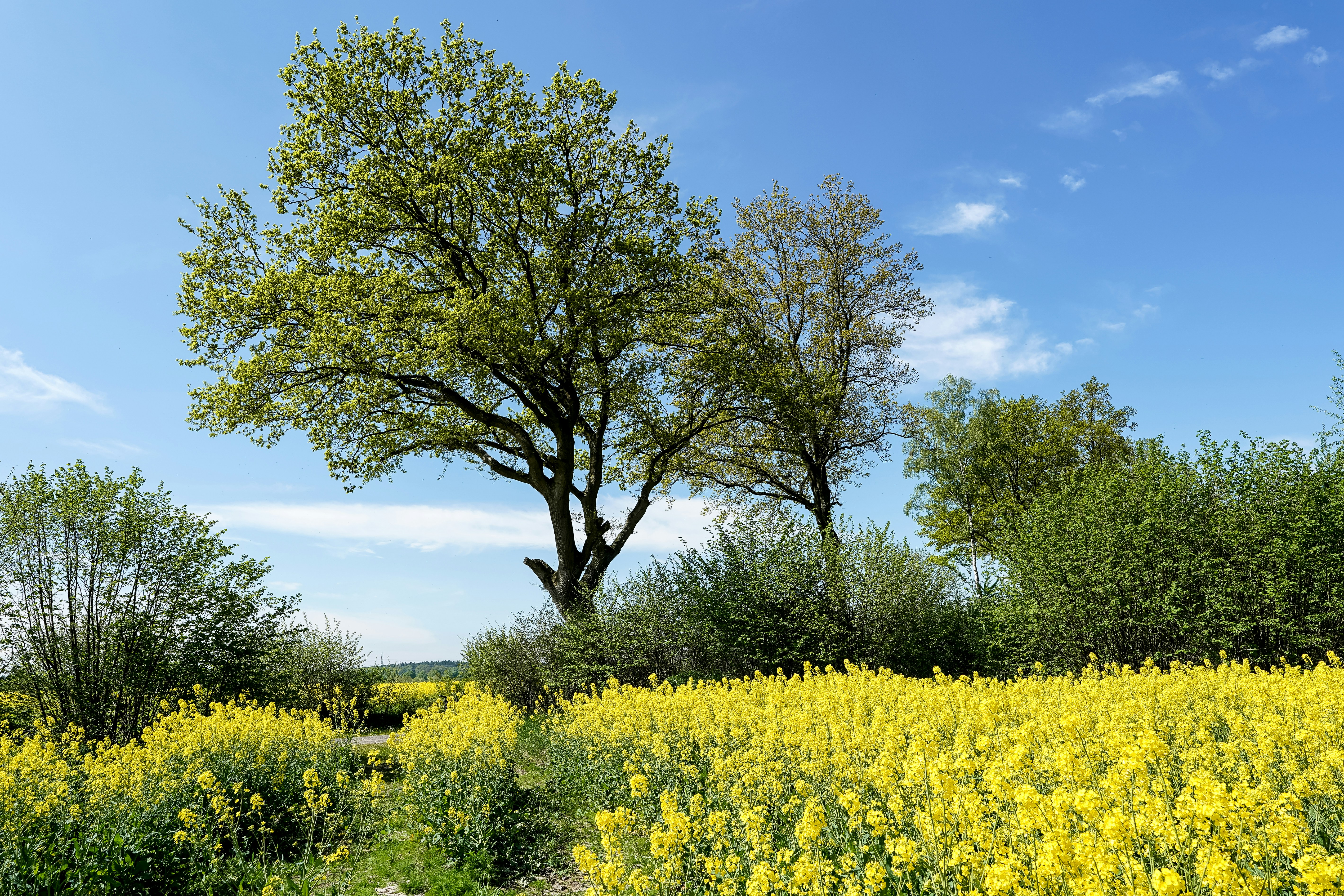 Azure Sky Over a Meadow of Yellow Bloom