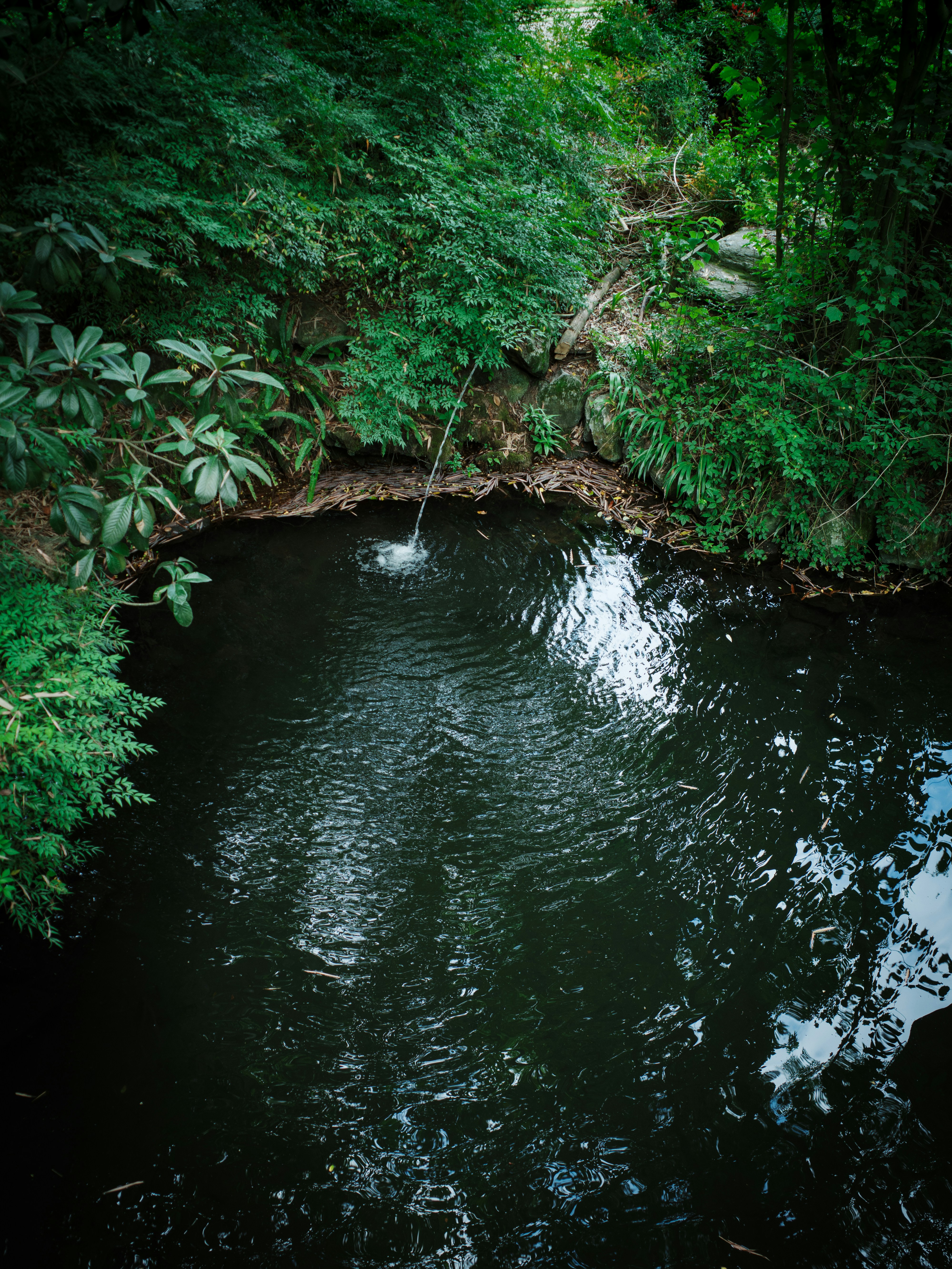 Hidden spring of green serenity