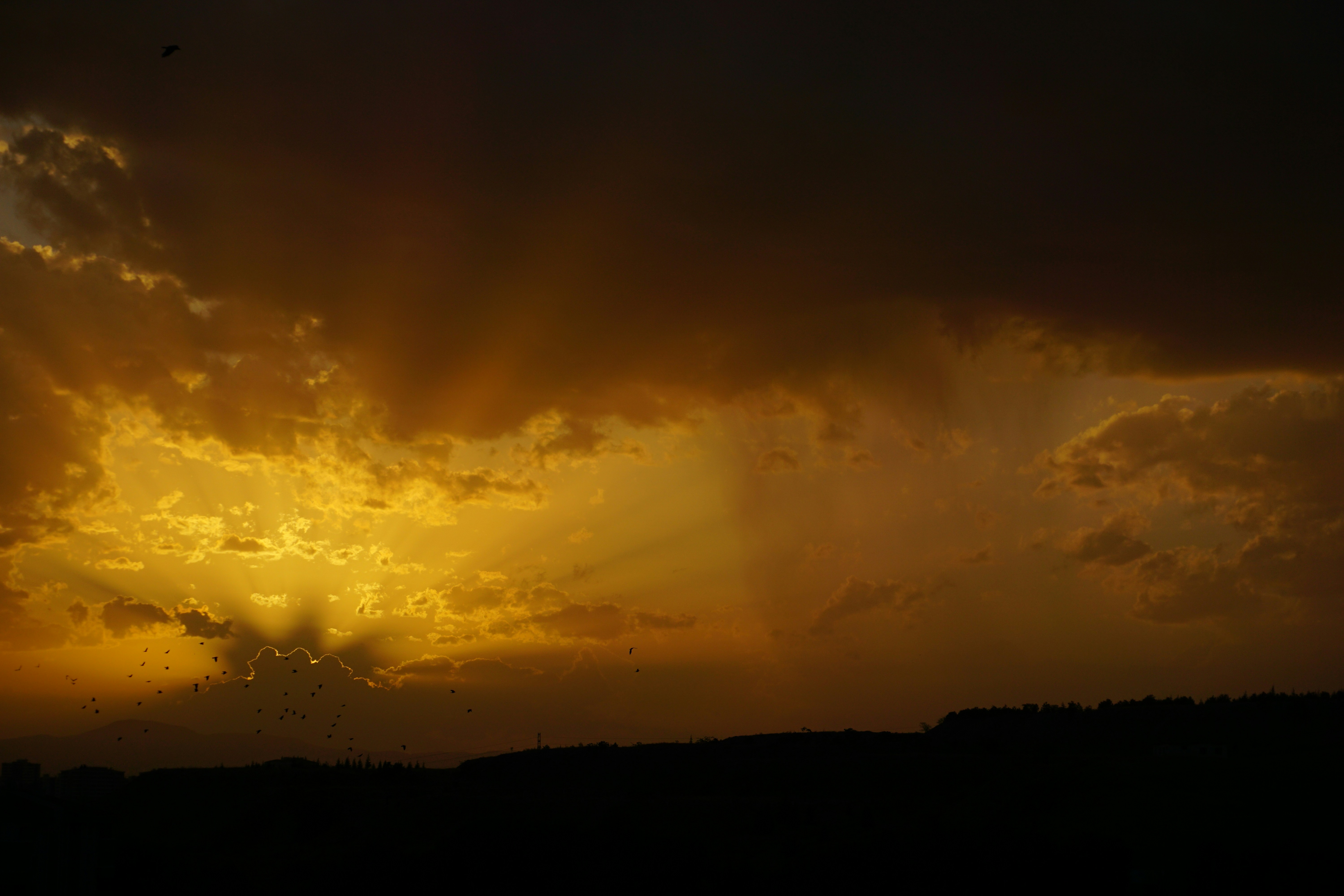 Golden Crest: Sunset Through Broad Silhouettes
