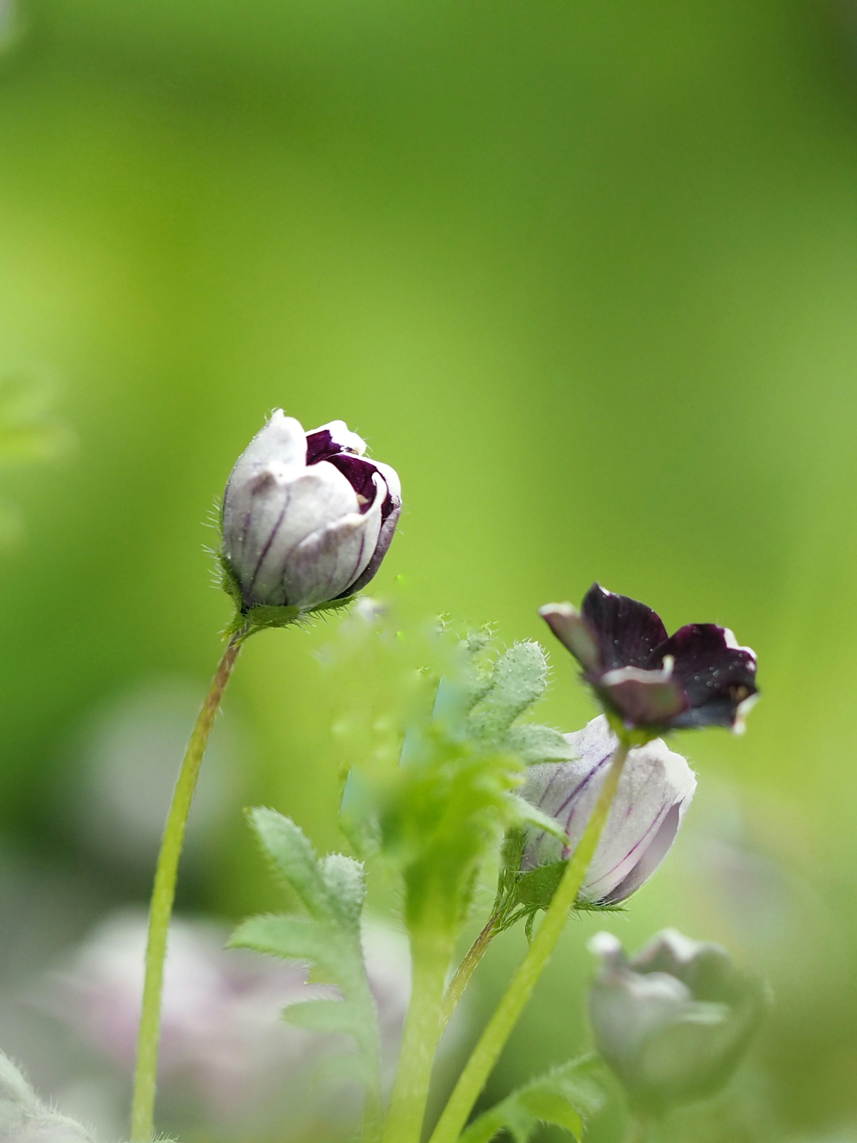 Close-up of a delicate bud reaching toward soft sunlight