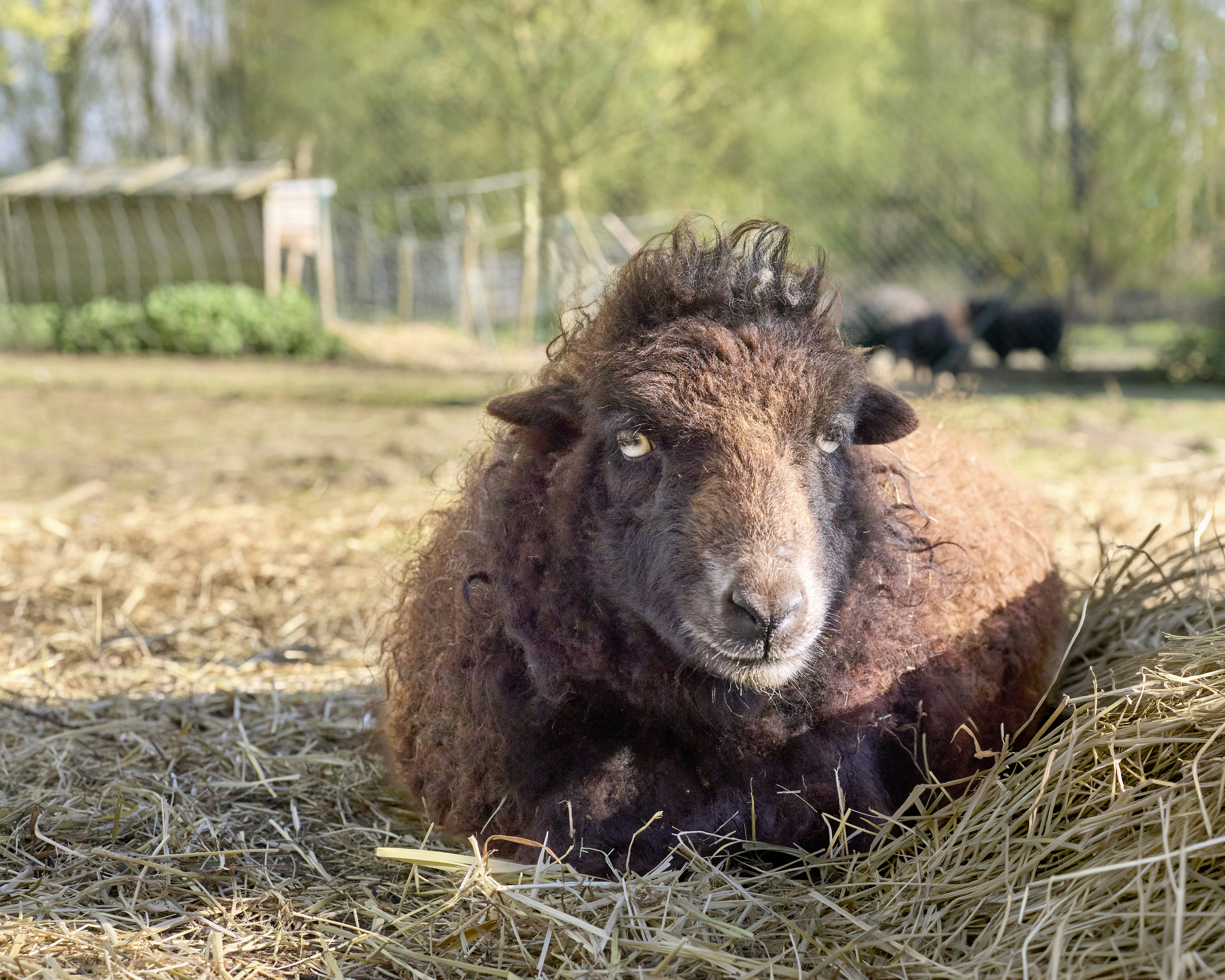 Lone Sheep Gazing from its Stubble Bed