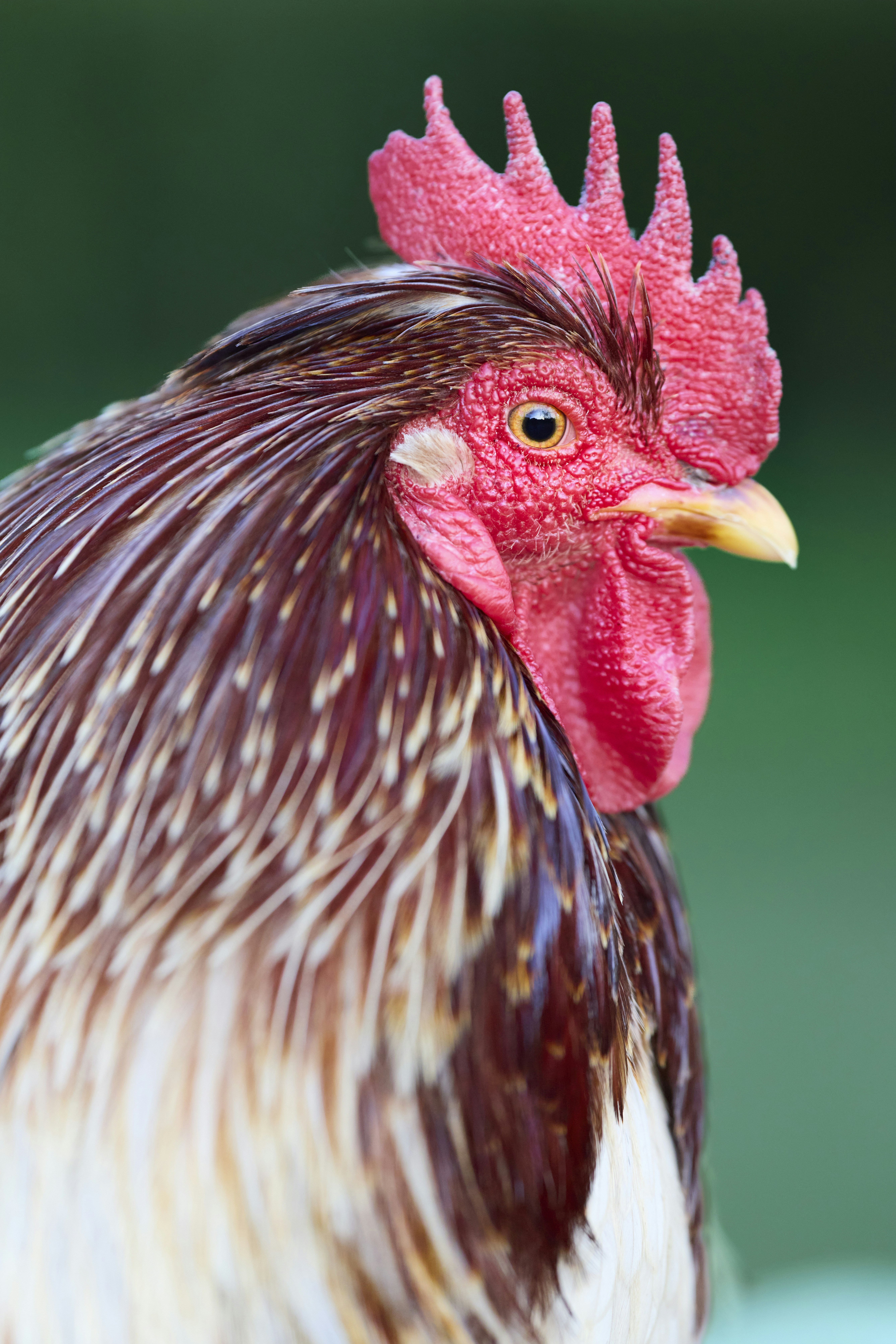 Close-up Rooster Portrait: Crimson Comb in Sharp Focus