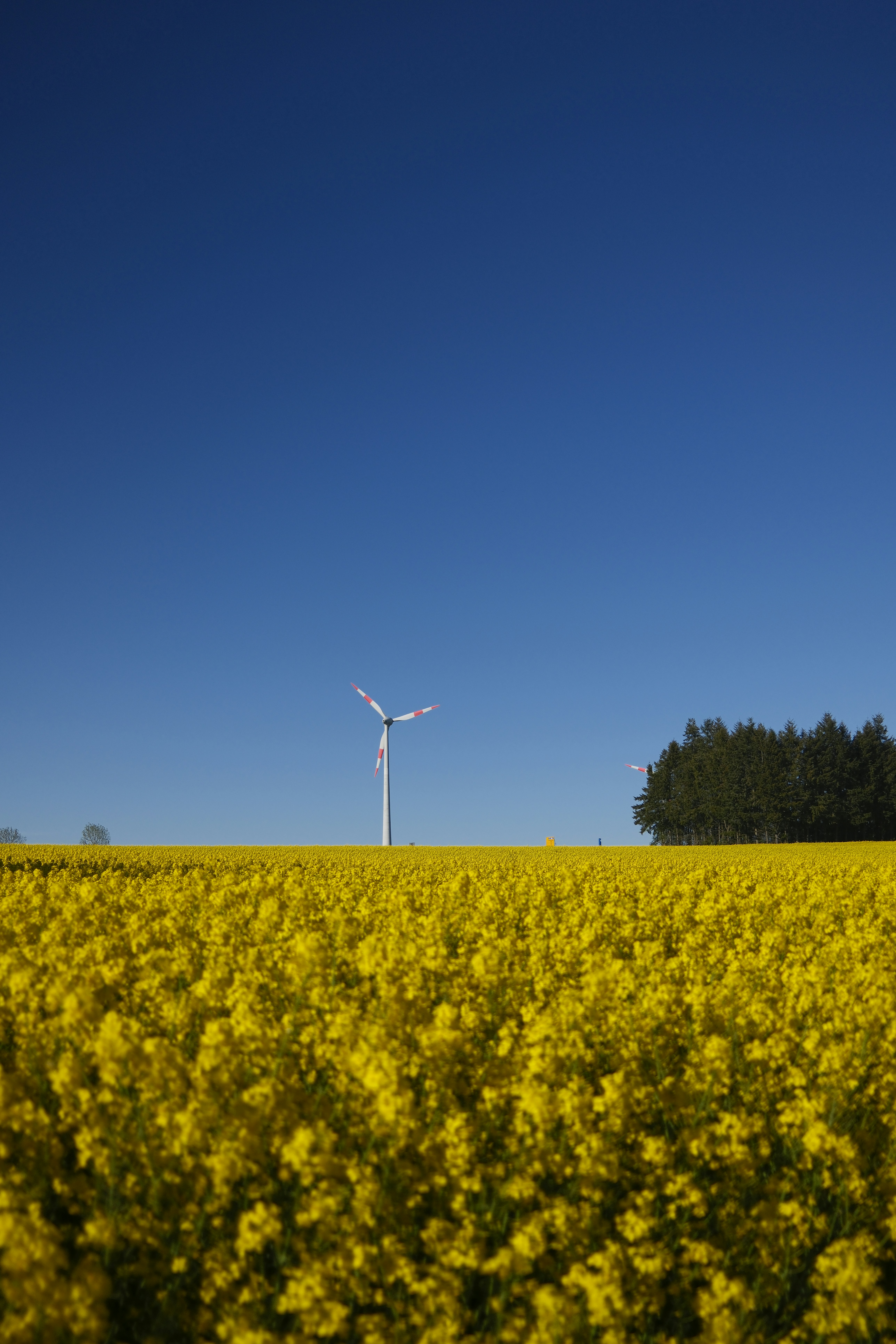 Wind turbines on a sunlit canola sea under a vast blue sky