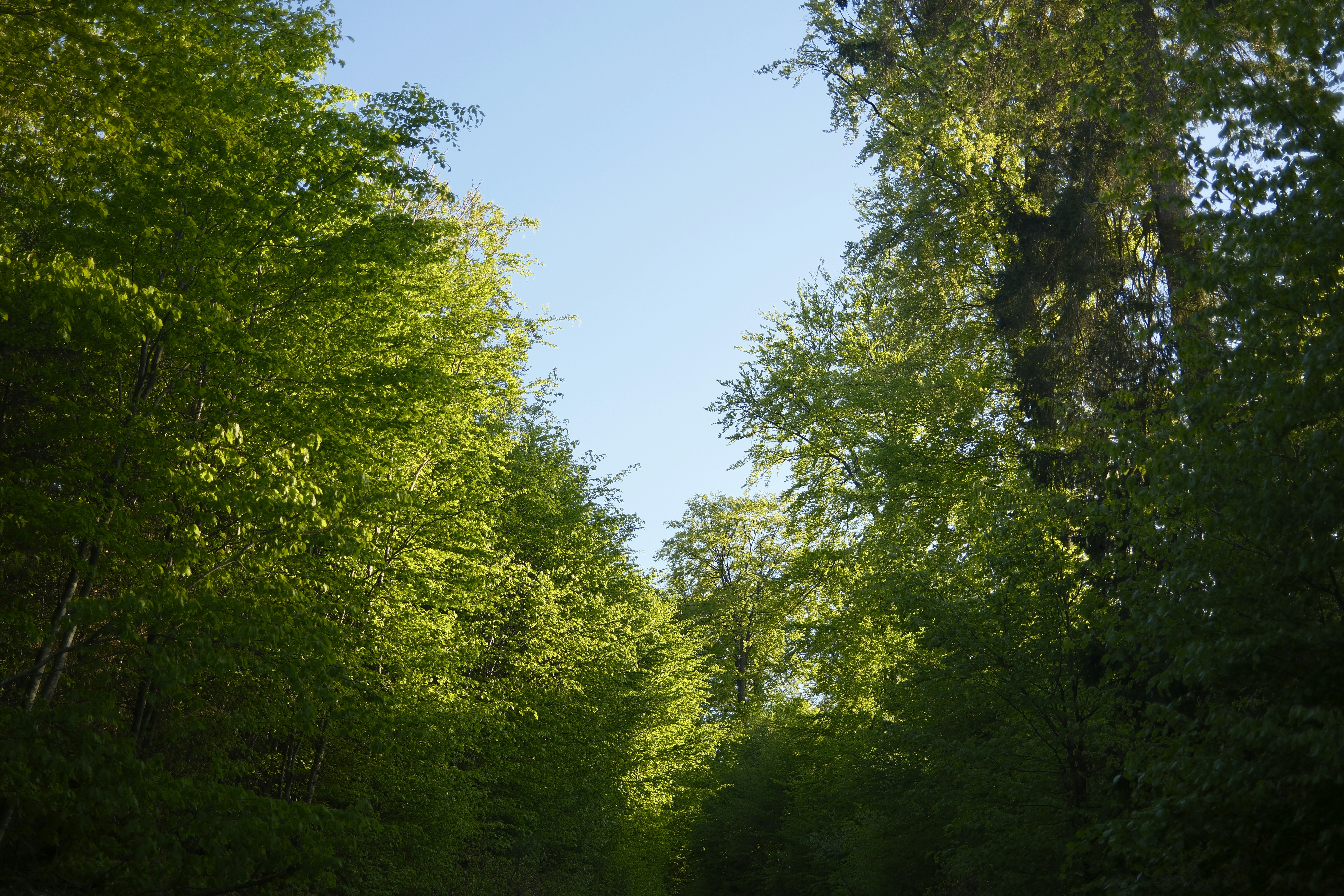 Sunlit Canopy Gap: A Forest Road Opens to Sky
