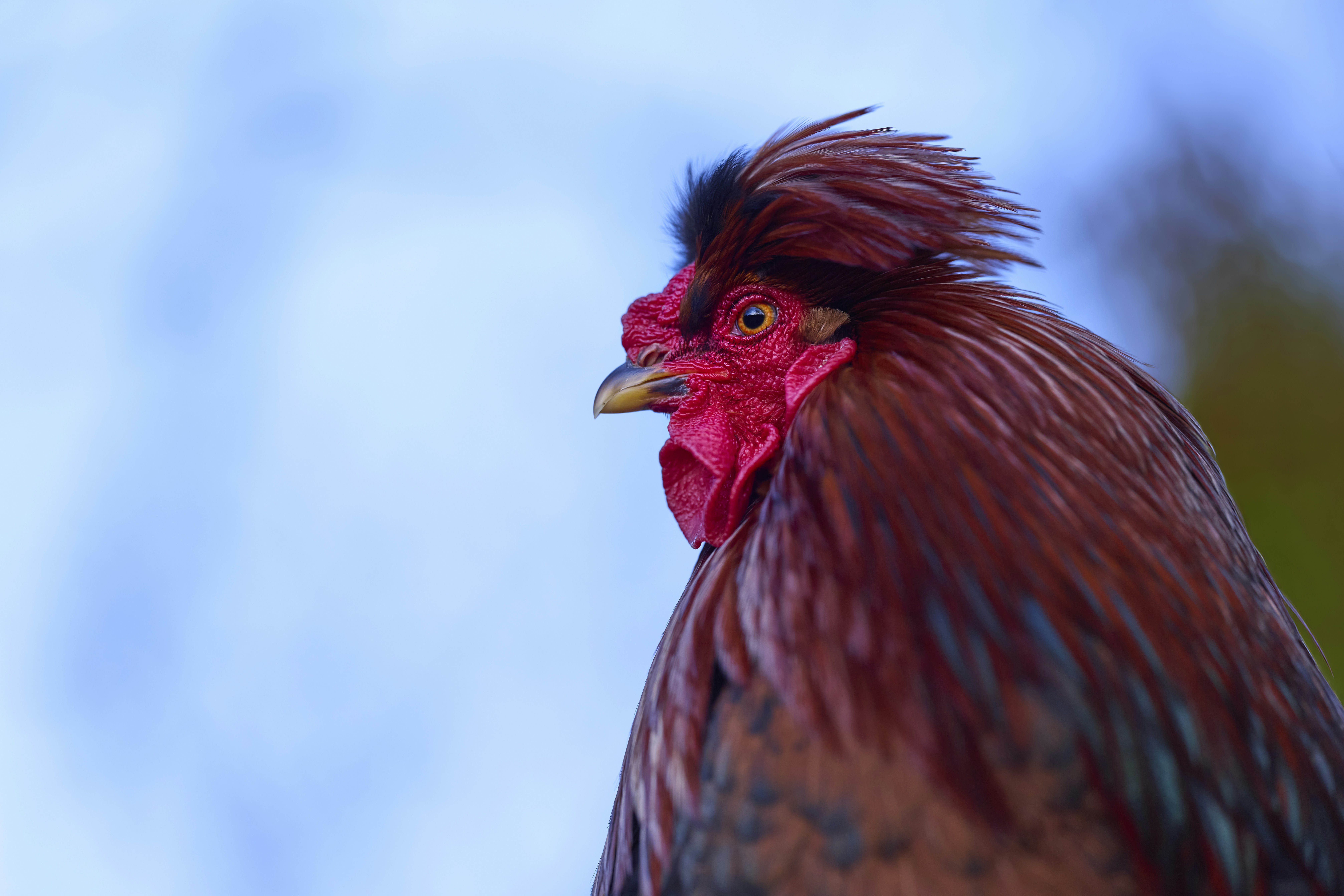 Red Crested Rooster in Vivid Backlight