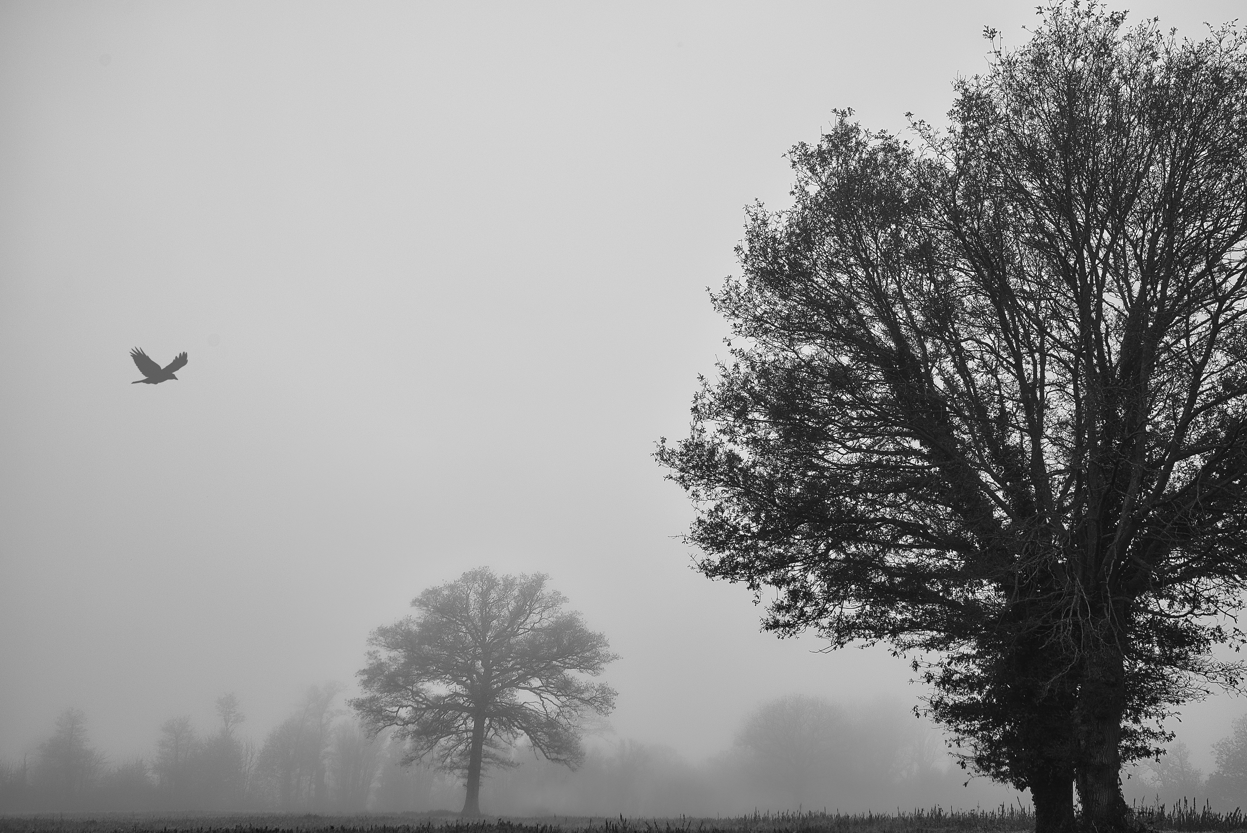 Silent radius: a lone tree in foggy horizon