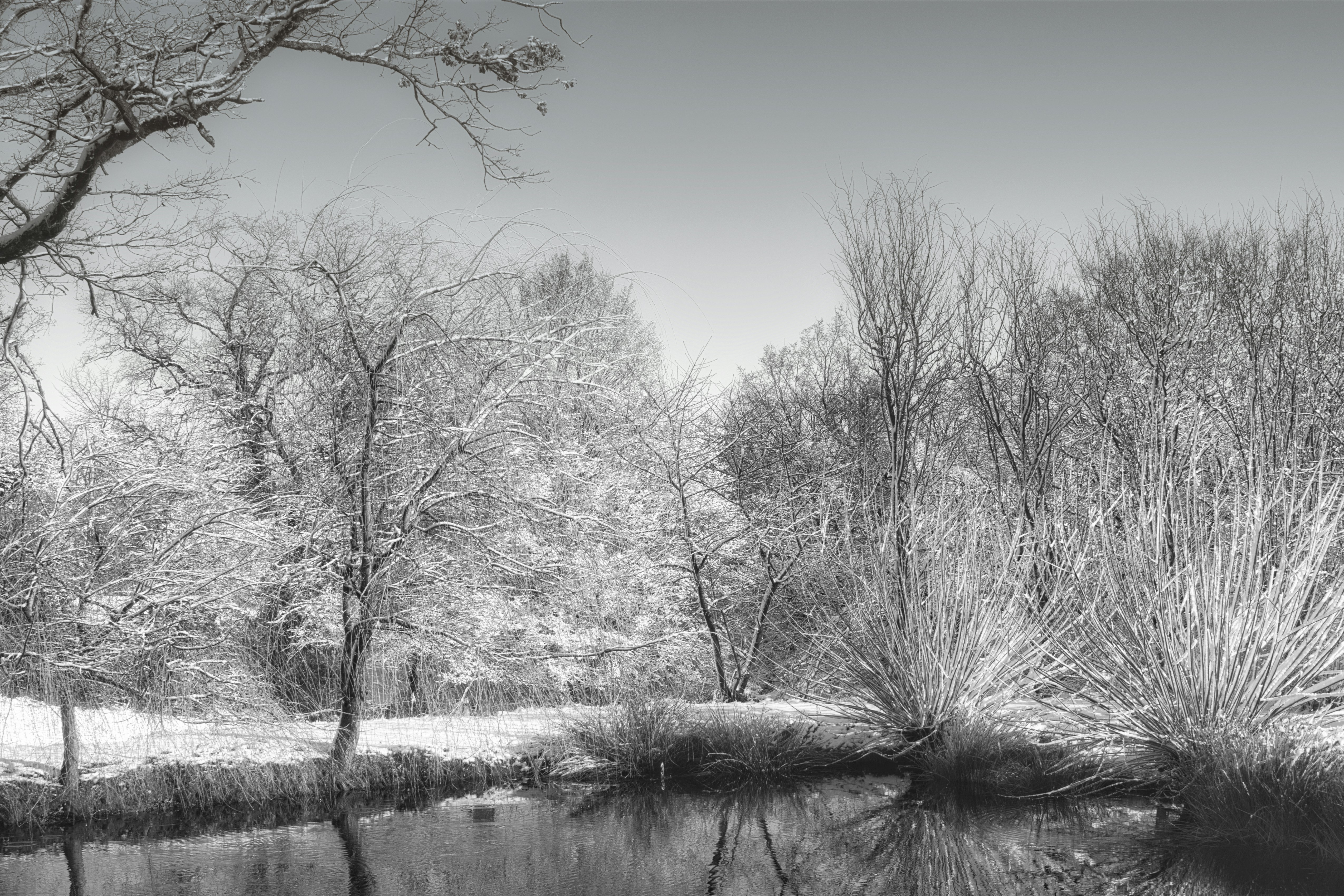 Winter Mirror: Trees and Creek in Silent Snow