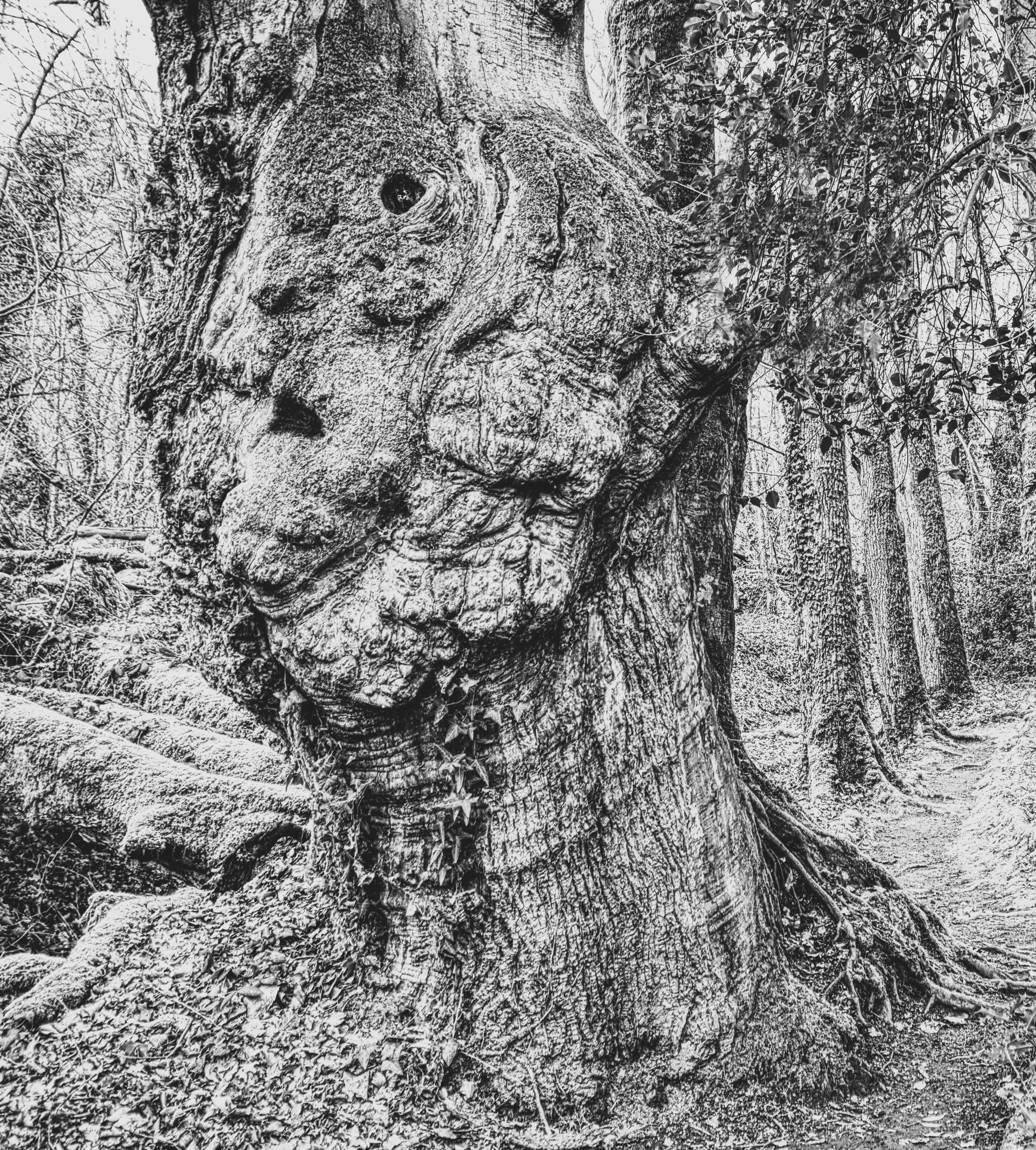 A Gnarled Sentinel: The Whispering Tree with Knobbly Grains