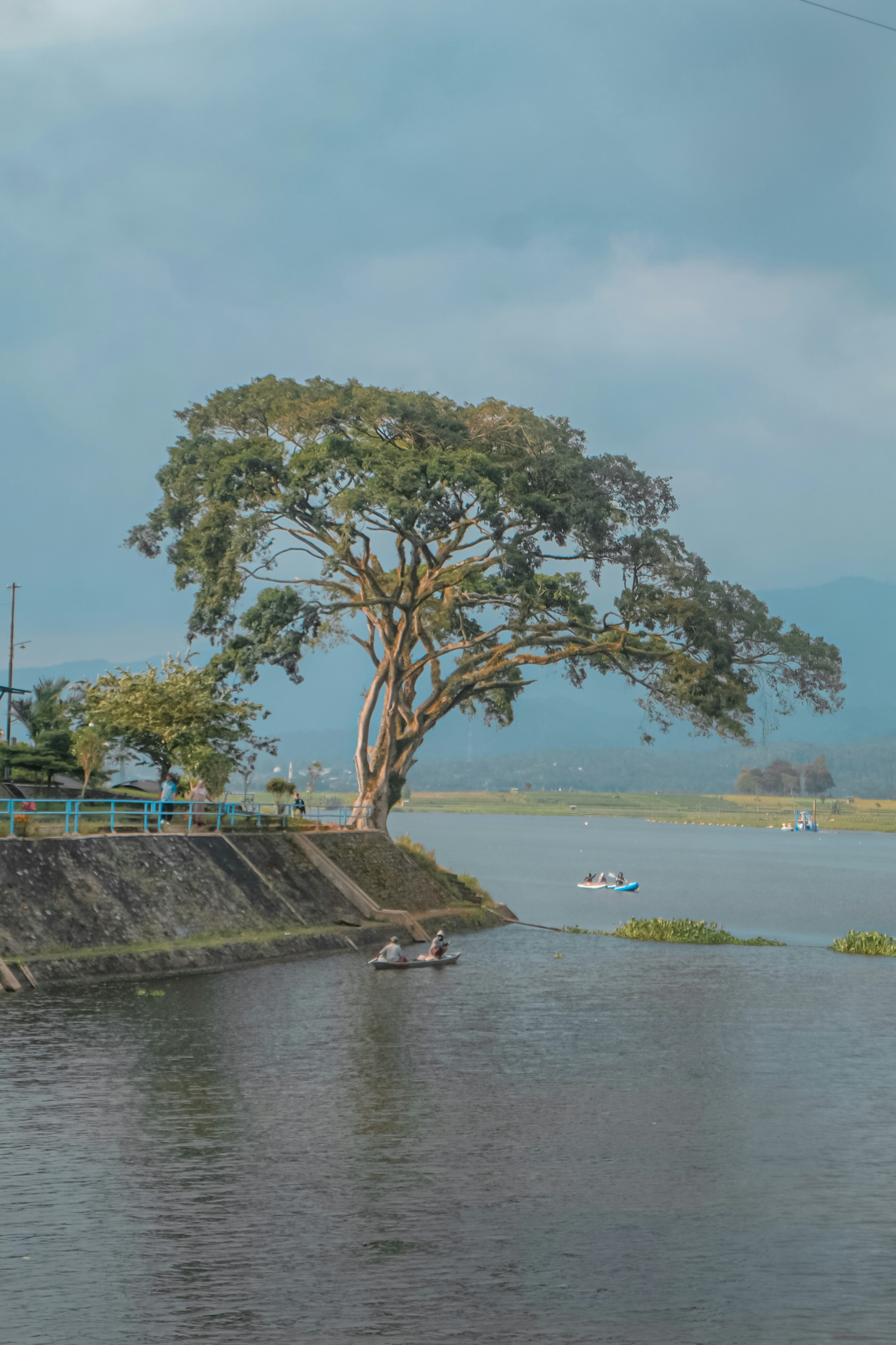 Lone Riverside Oak: A Tranquil Vista by the Water