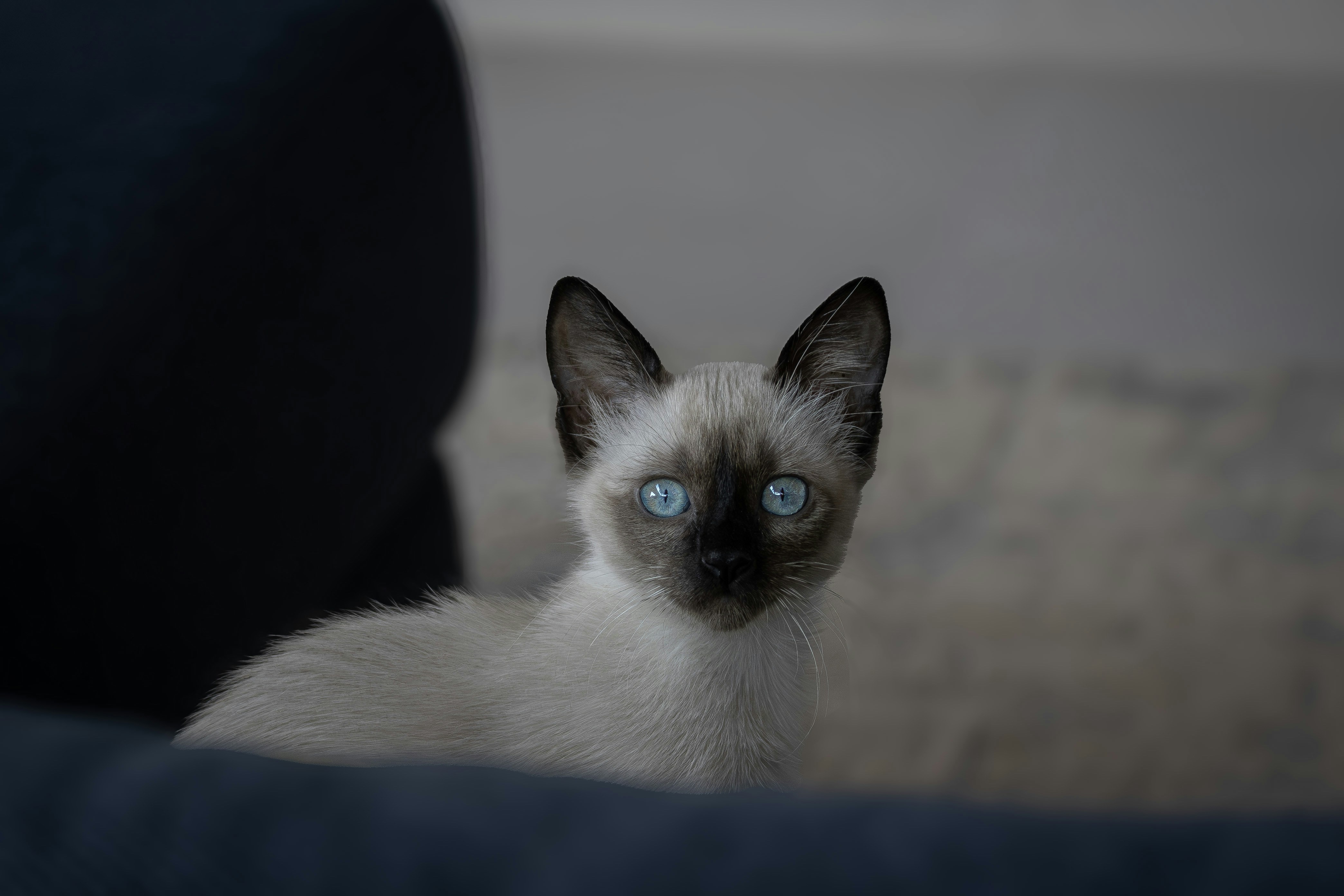 Blue-Eyed Siamese Gaze under a Viewing Window