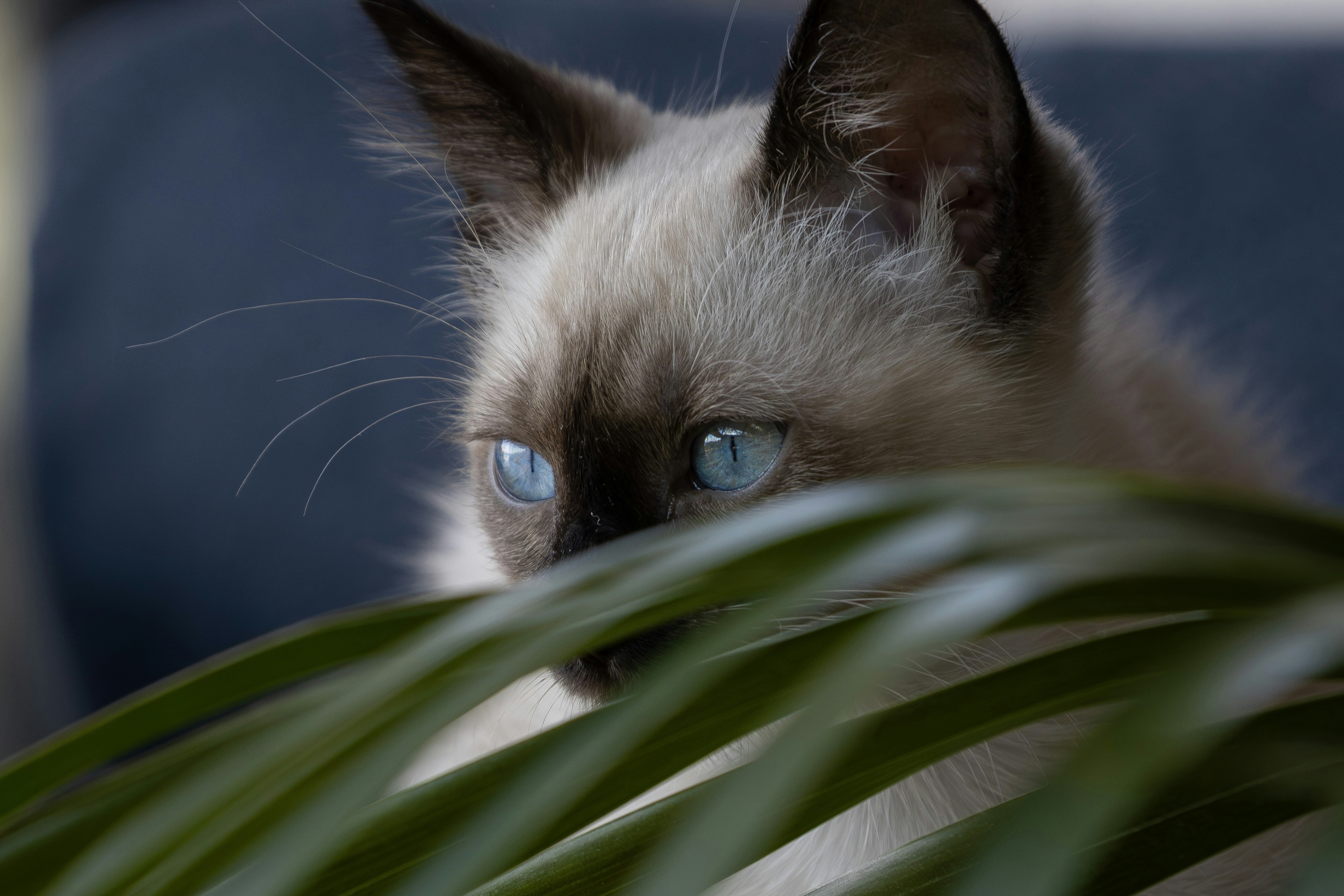 Azure Gaze: A Siamese-Cat Look Beyond the Leaves