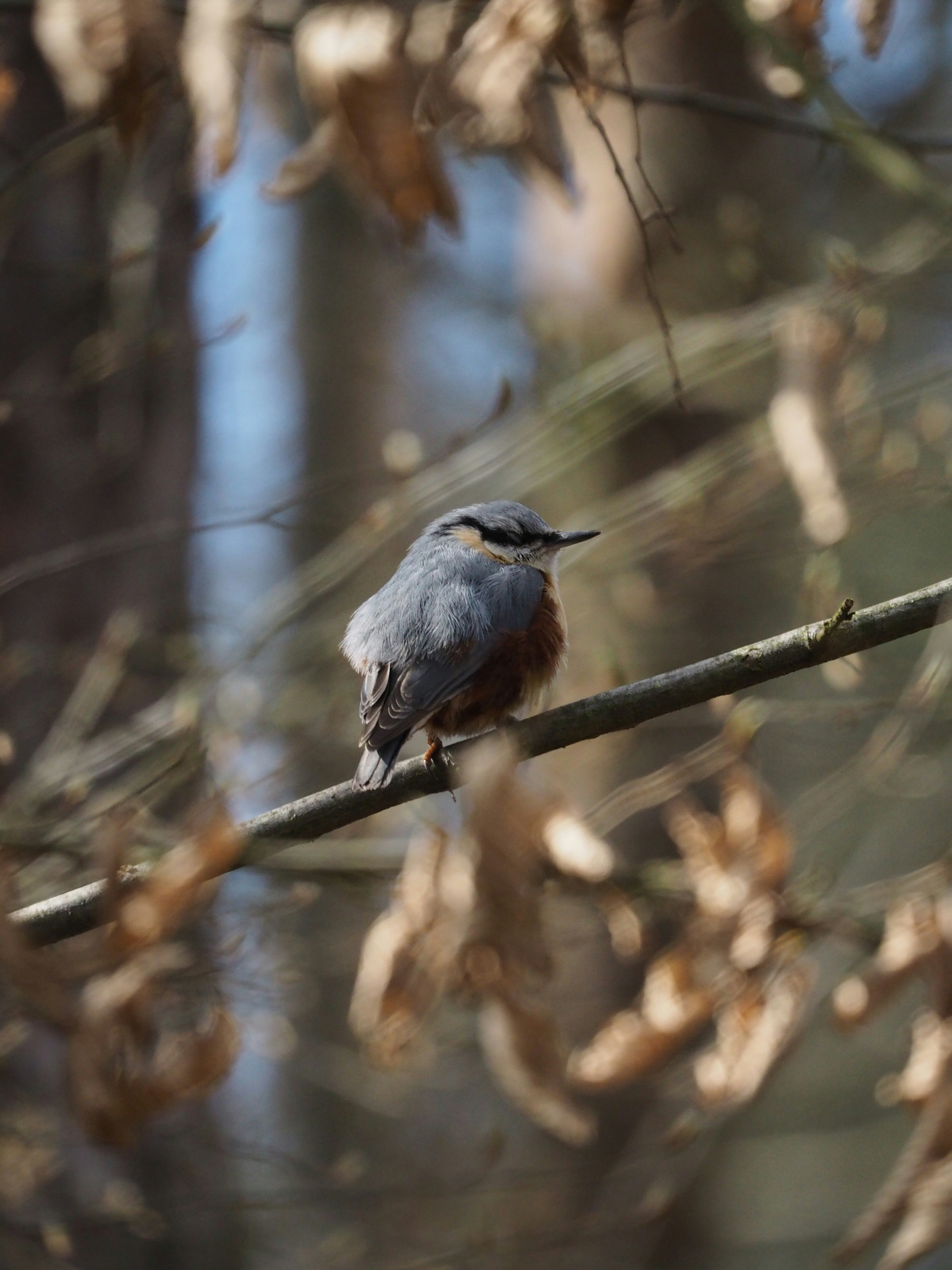 Perched Dusk Singer on a Bare Branch
