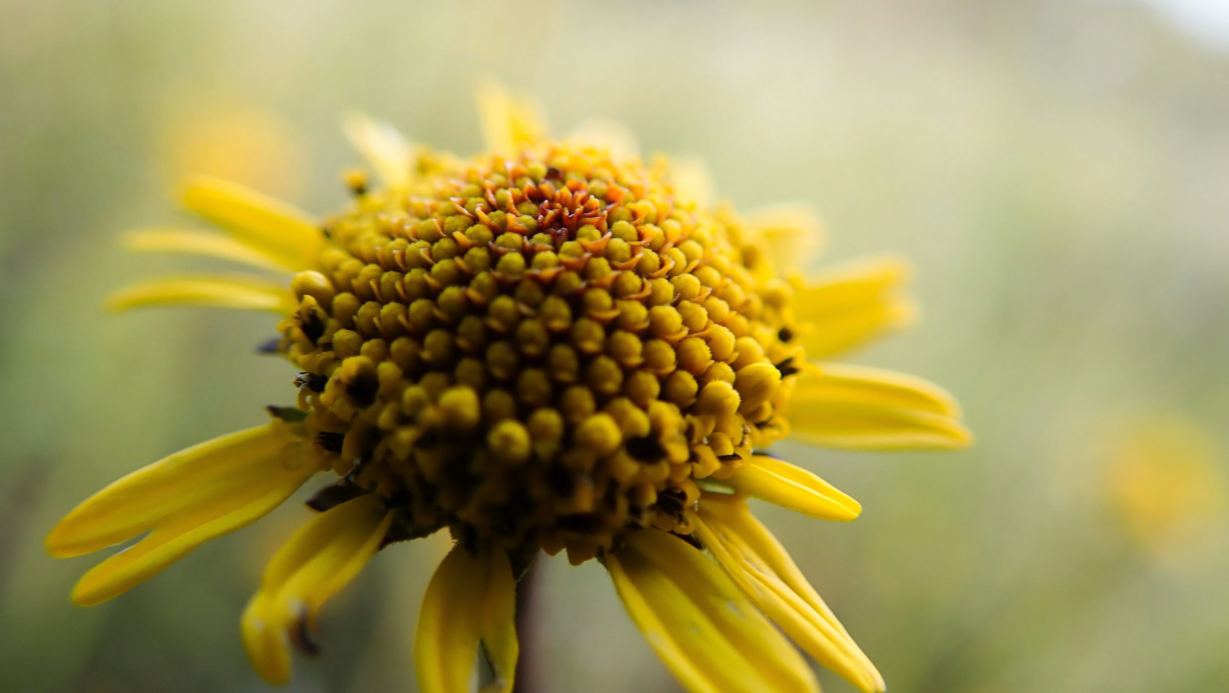 Yellow Head in Soft Focus: A Close-Up of a Daisy-Like Bloom