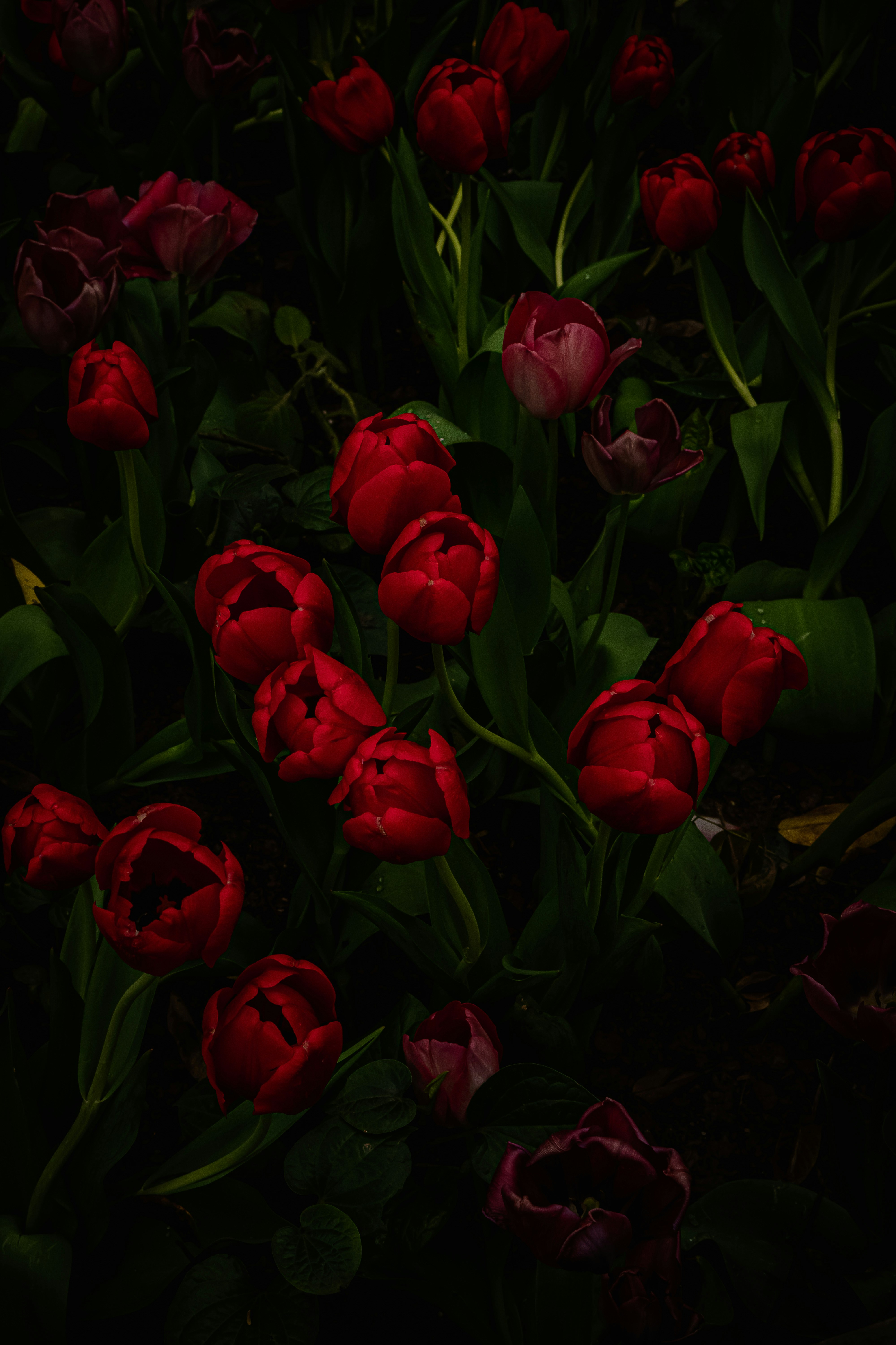 Deep Crimson Tulips in Shadowed Quiet