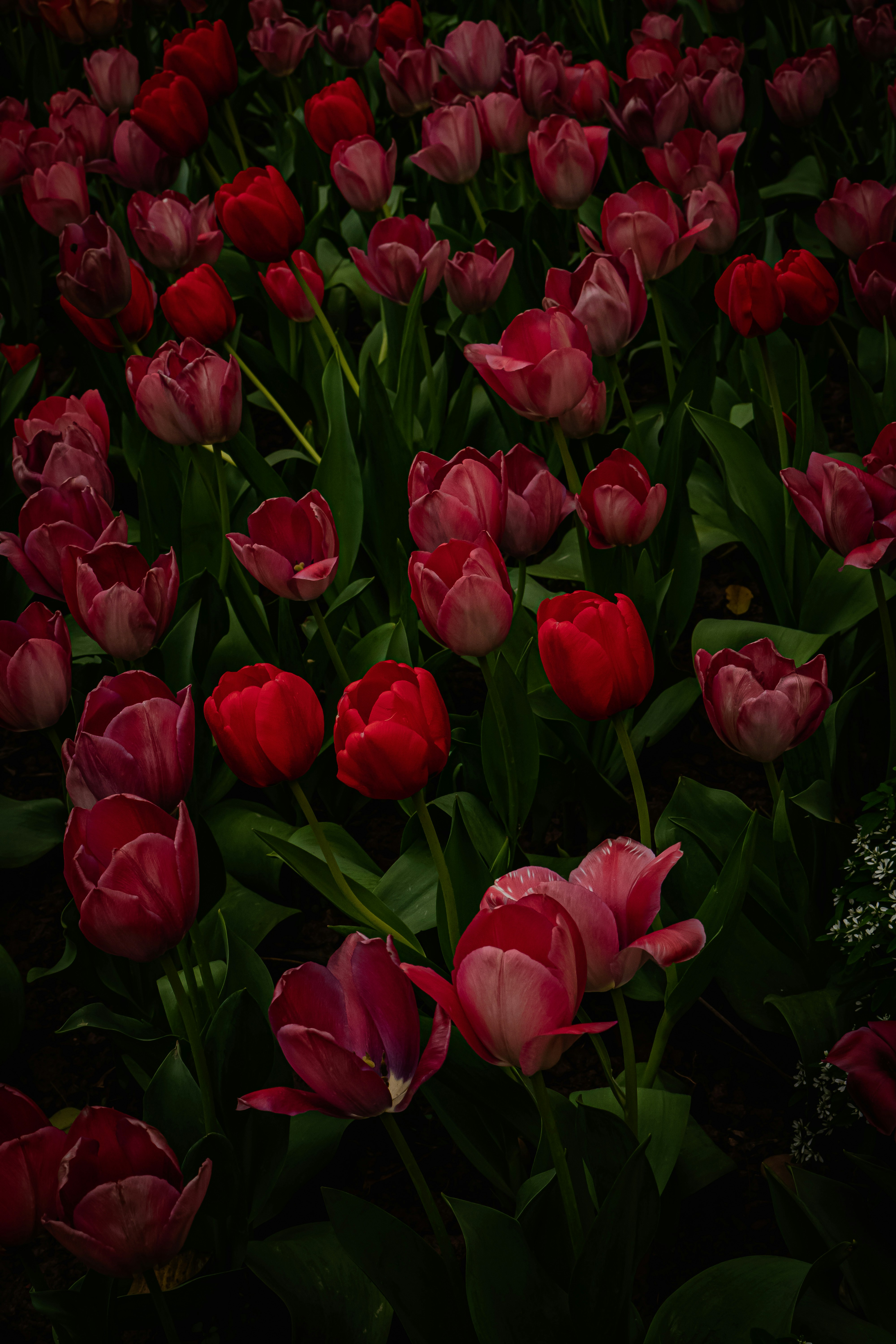 Crimson Tulip Field: Velvet Petals Amid Deep Green