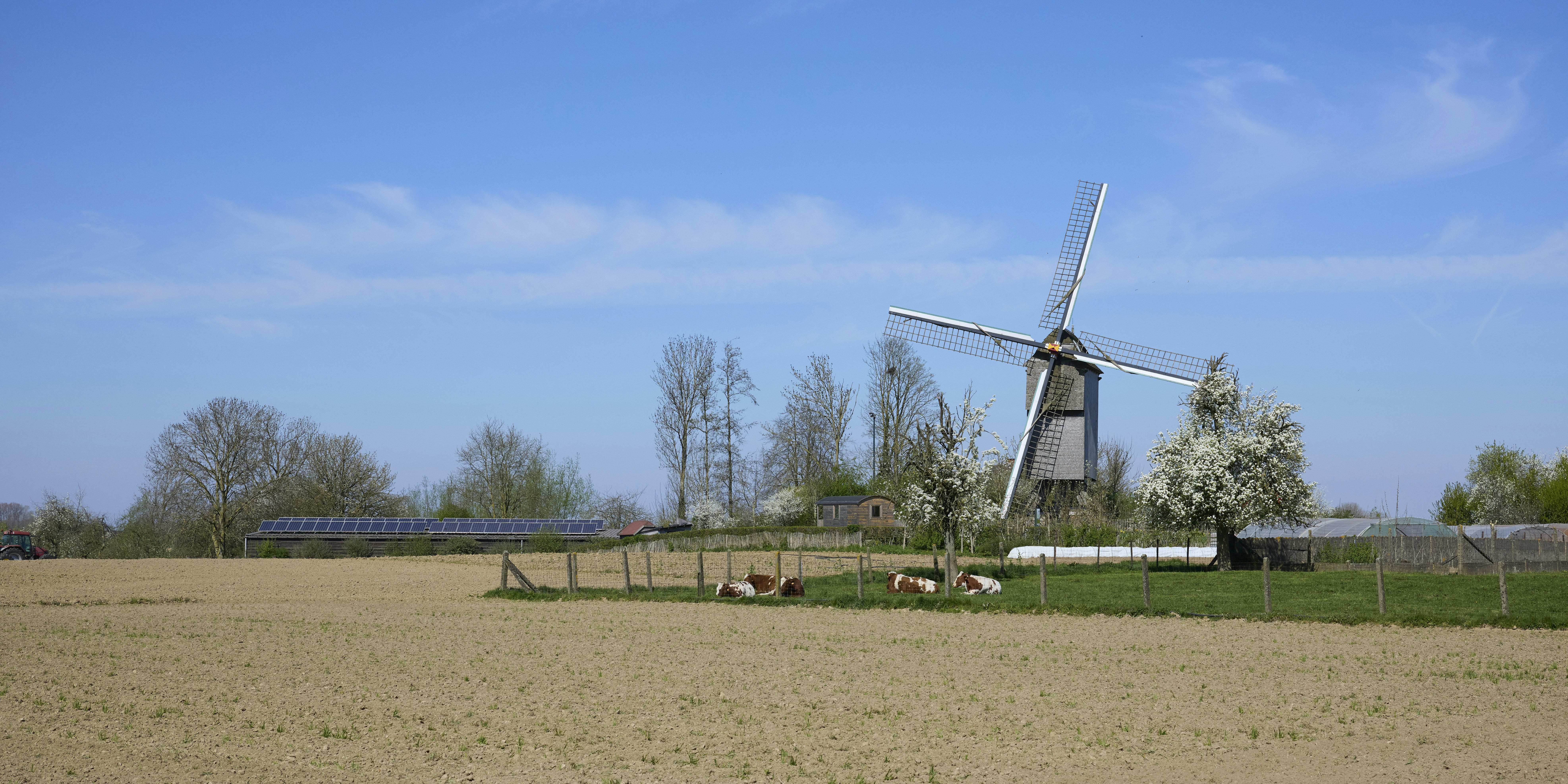 Quiet Dutch Field with a Windmill in Bloom