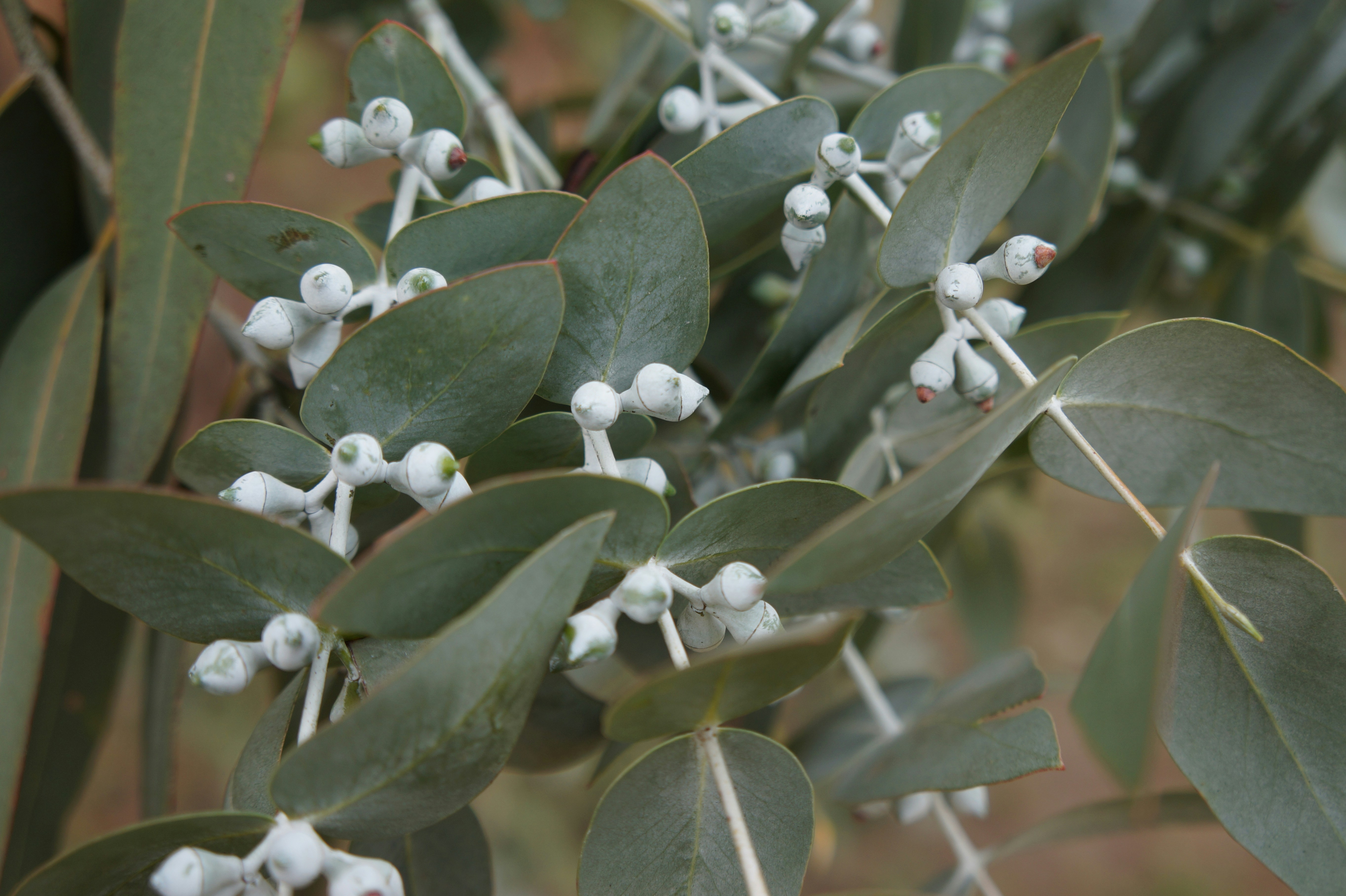 Whispering Berries Among Sage-Wilver Leaves