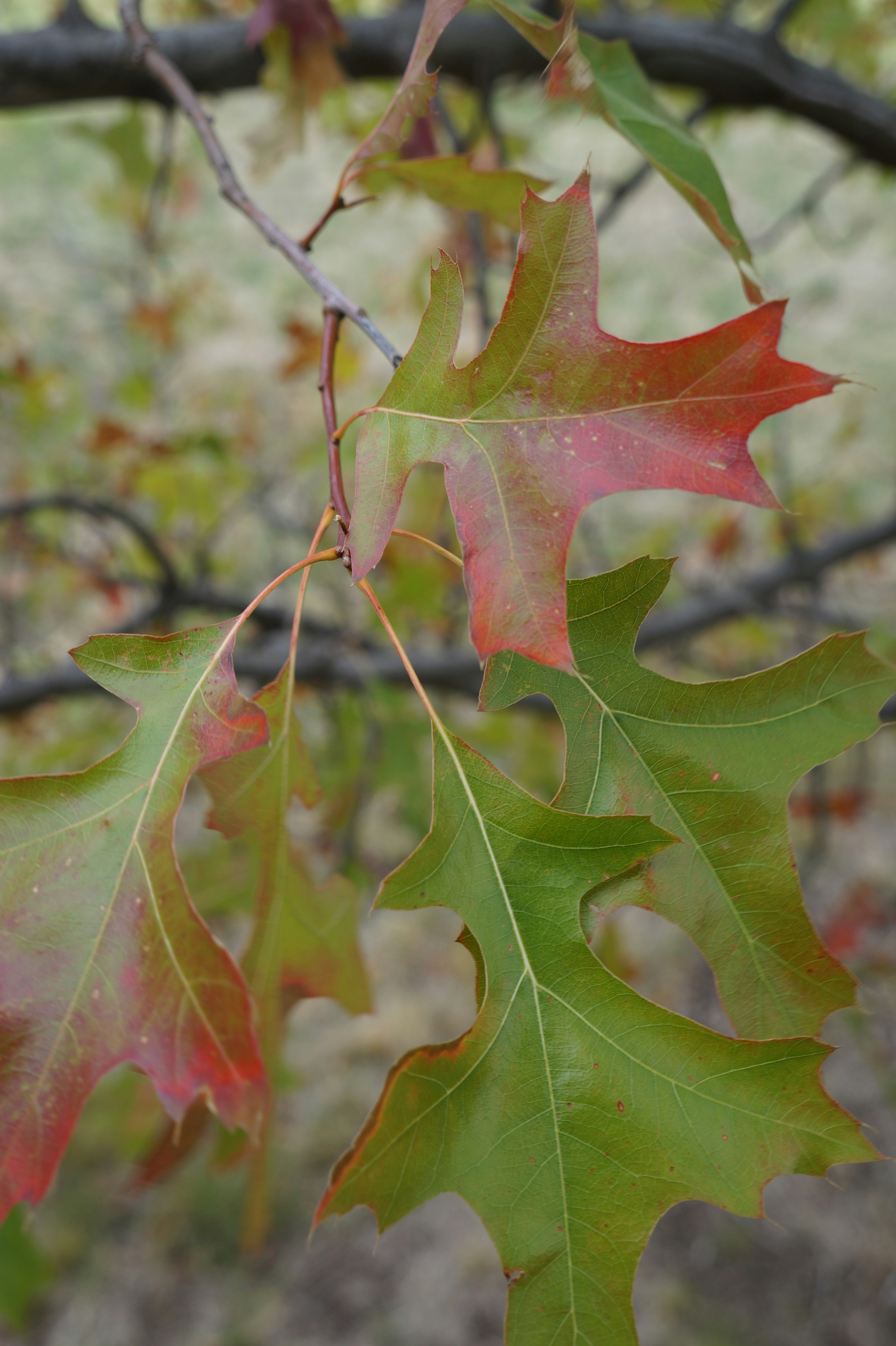 Autumn Leaves Framing a Branch: Subtle Color Shift on Oak Lobes