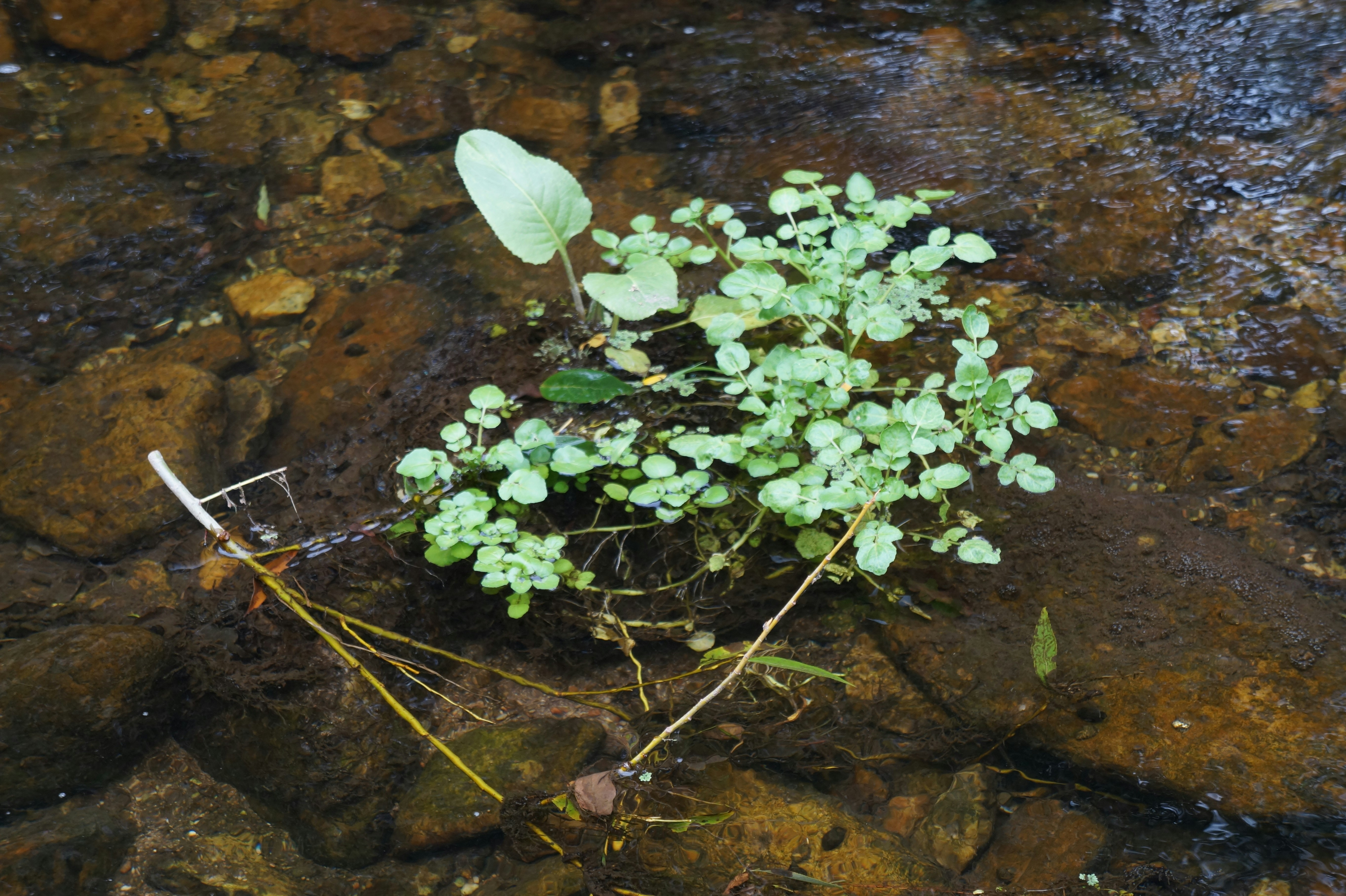 Emerald Frond Anchored in Riverbed Rock