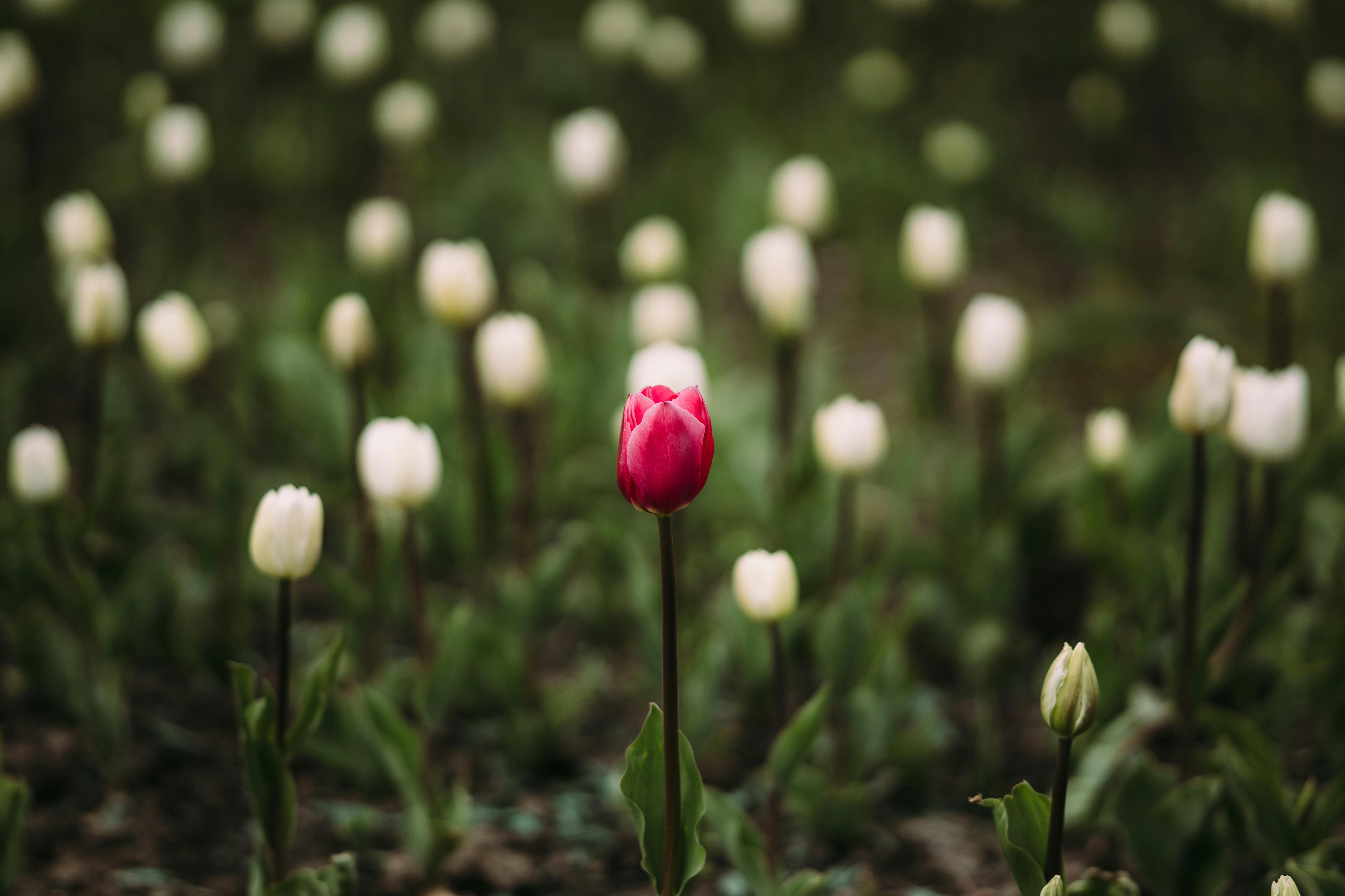 Single Red Tulip Stands Tall Among a Field of Whispering Buds