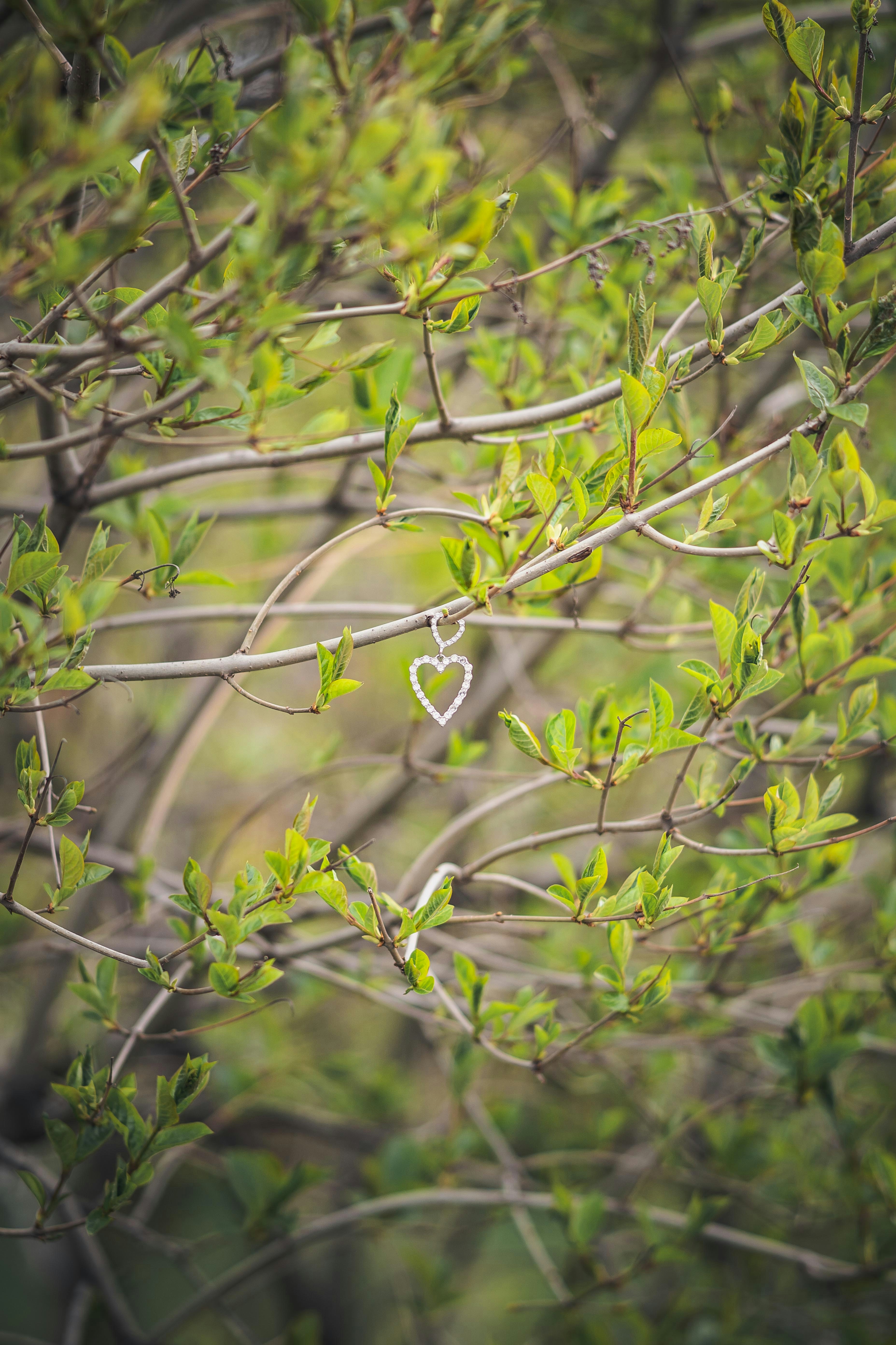 Silver Heart on a Greening Vine