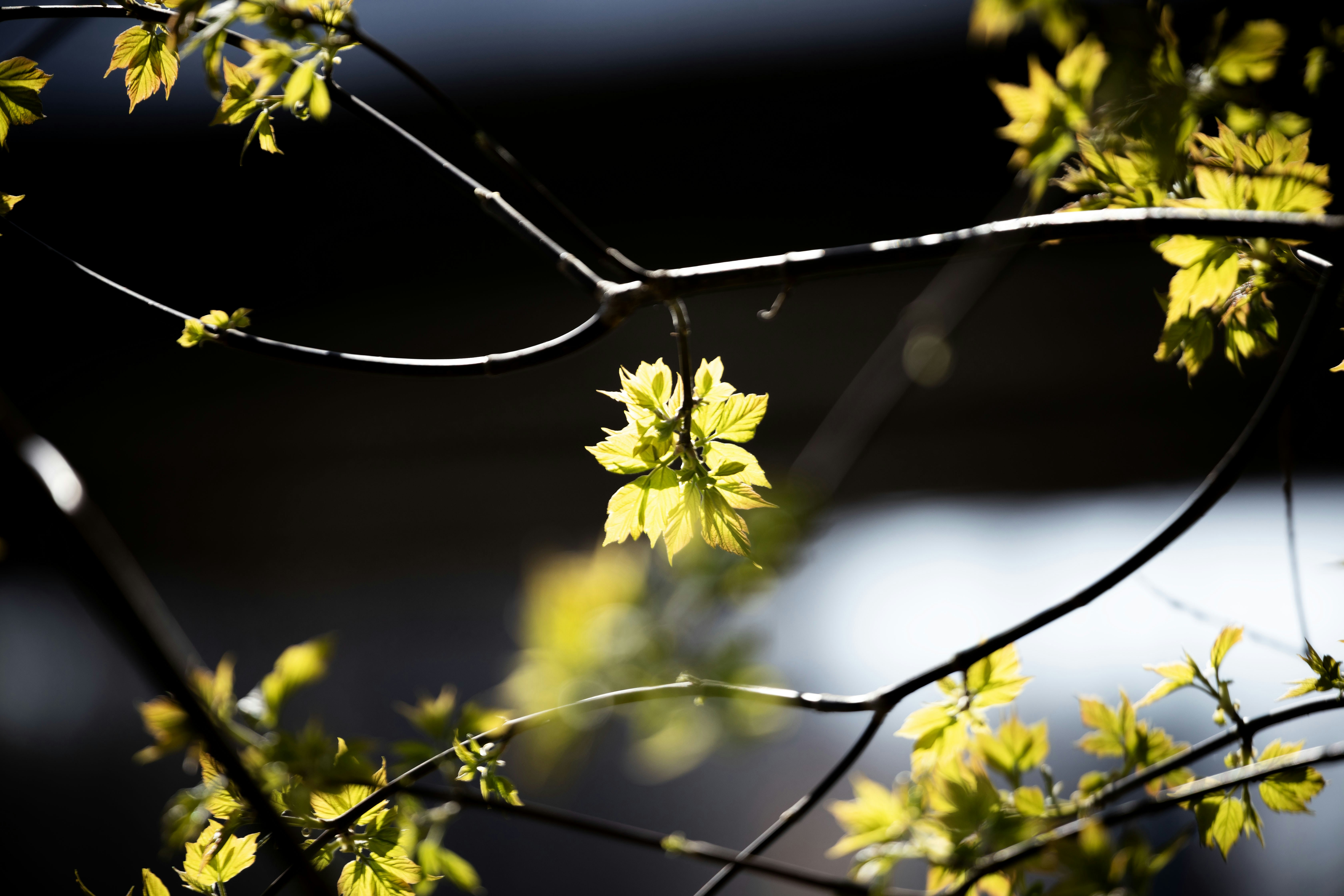Center of Light: A Leaf in Focus Amid Silk-Cord Branches