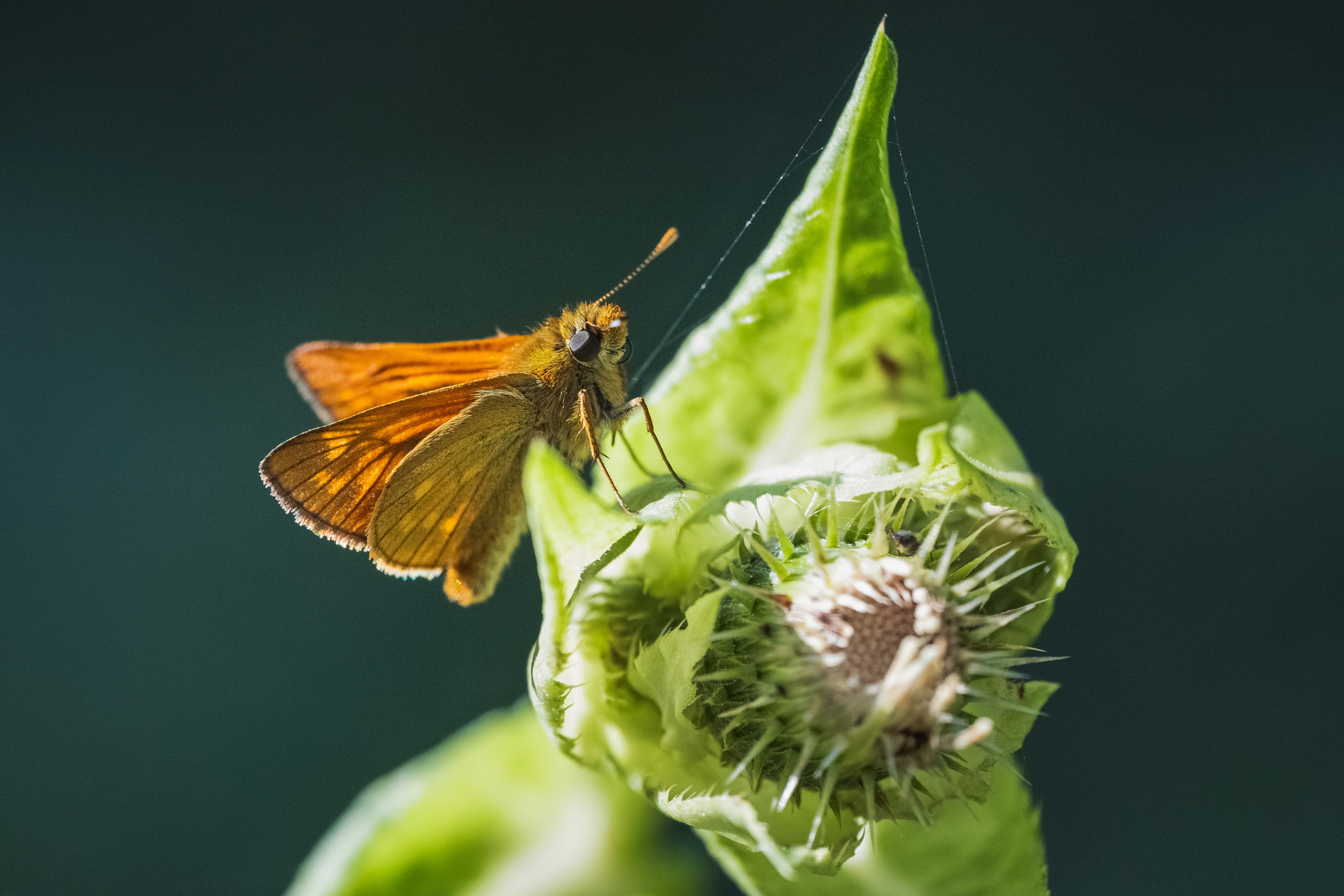 Tiny Orange Wrenched: a butterfly sips on a green bloom