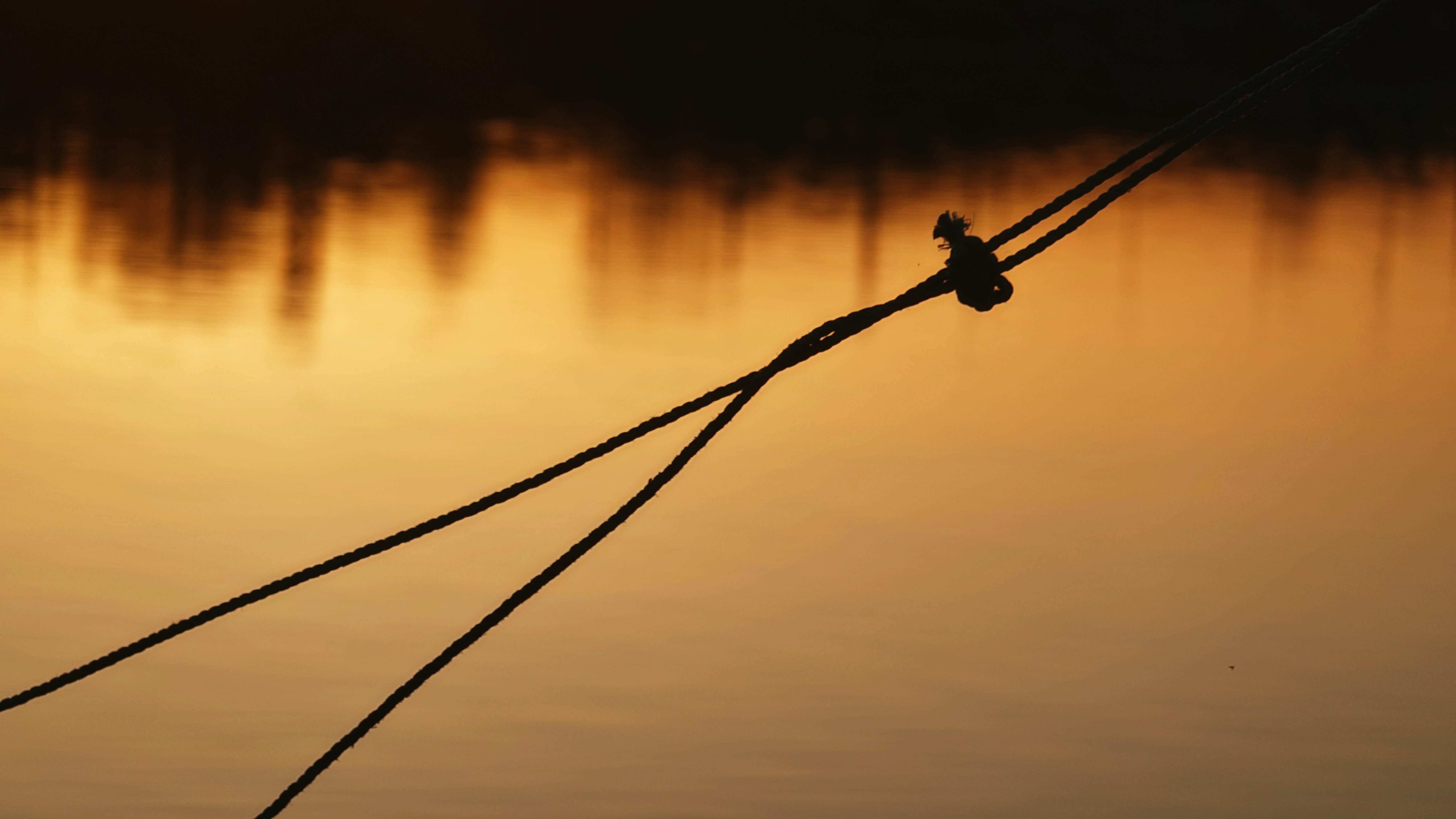 Silken Cables at Dusk: A Quiet Tie on the Water