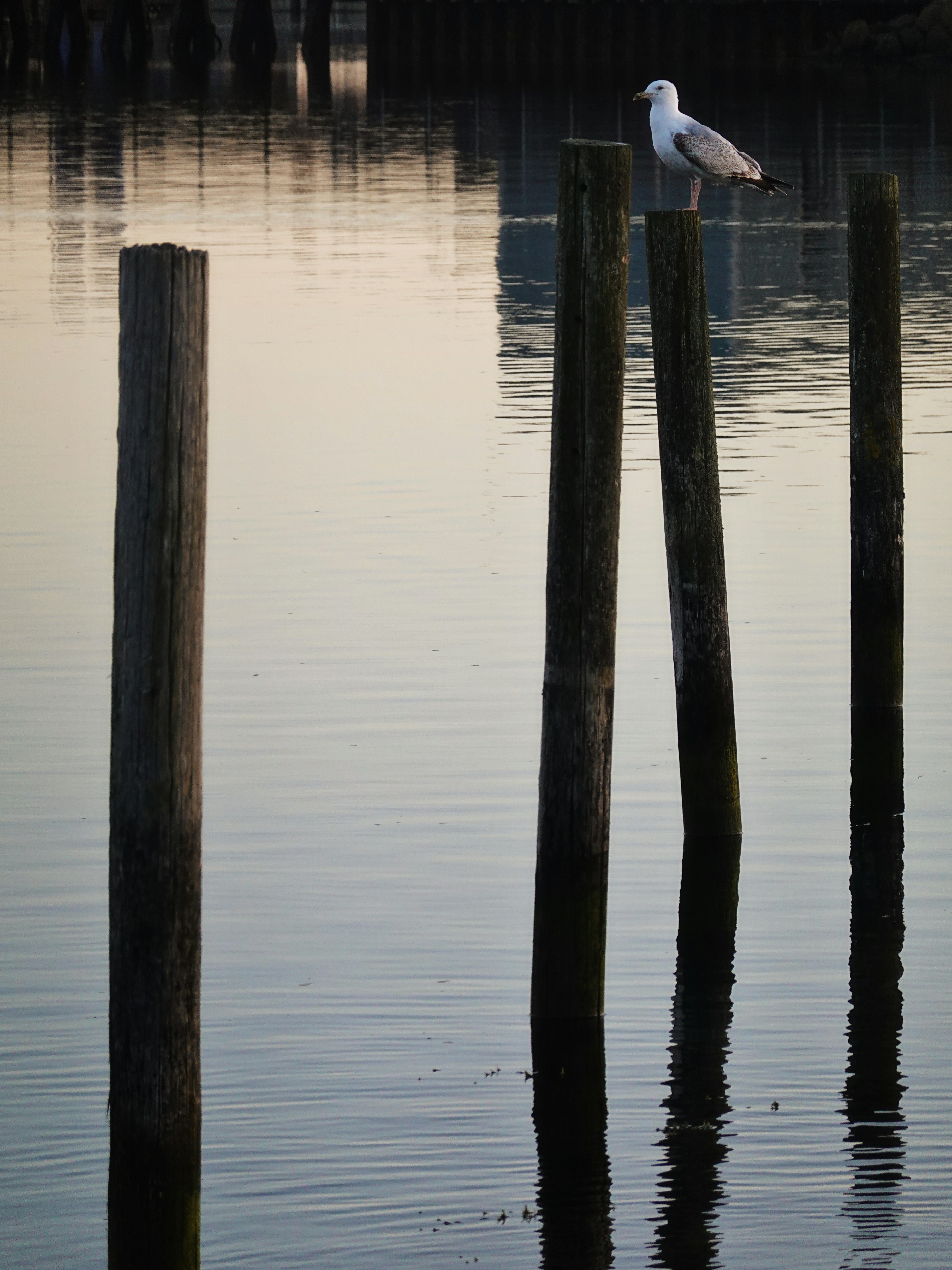 Seagull on Weathered Piers at Dusk
