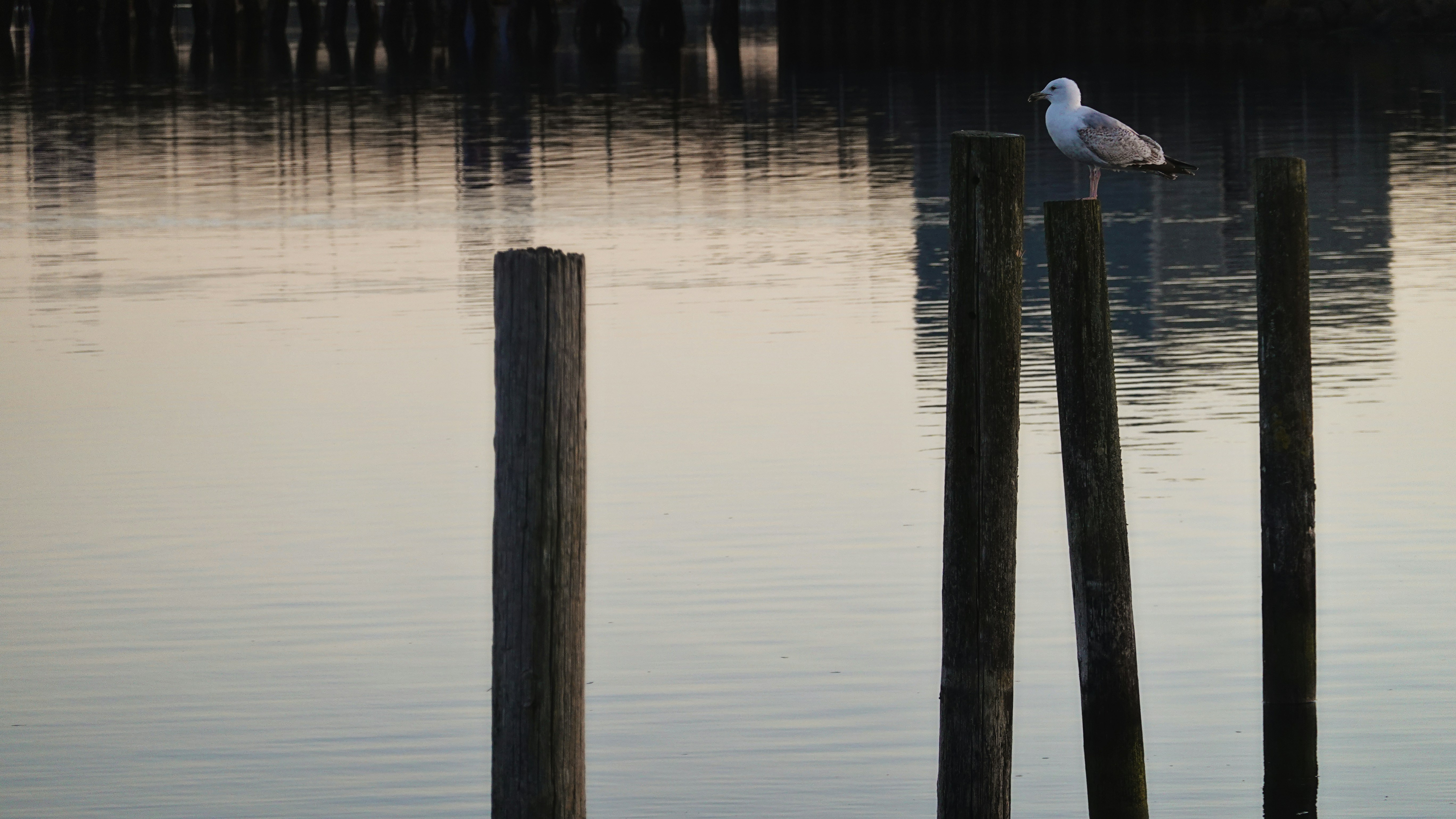 Stilted Watcher: A Seagull Perched Above Calm Dusk Waters