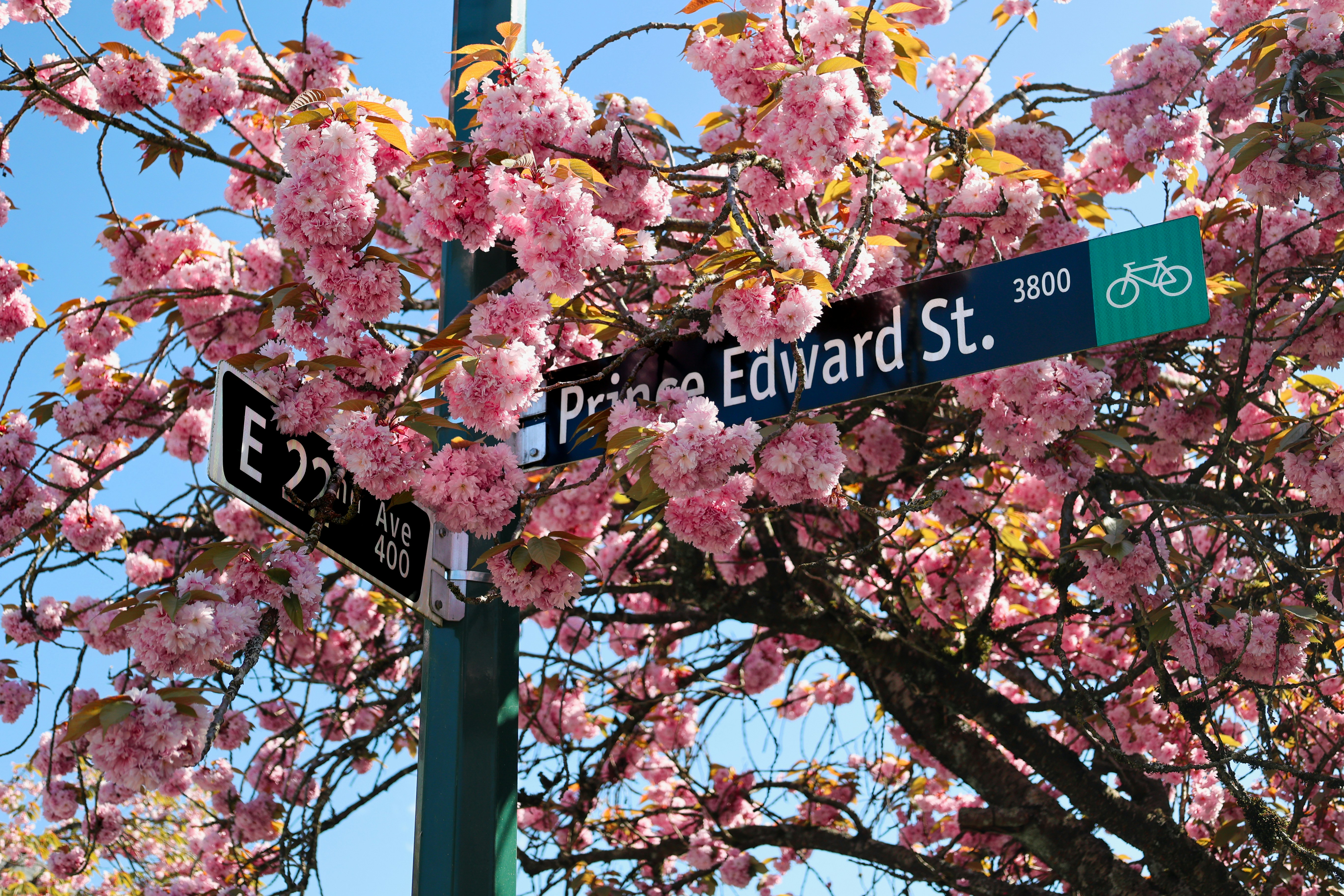 Cherry Blossom Crossroads at Prince Edward Street