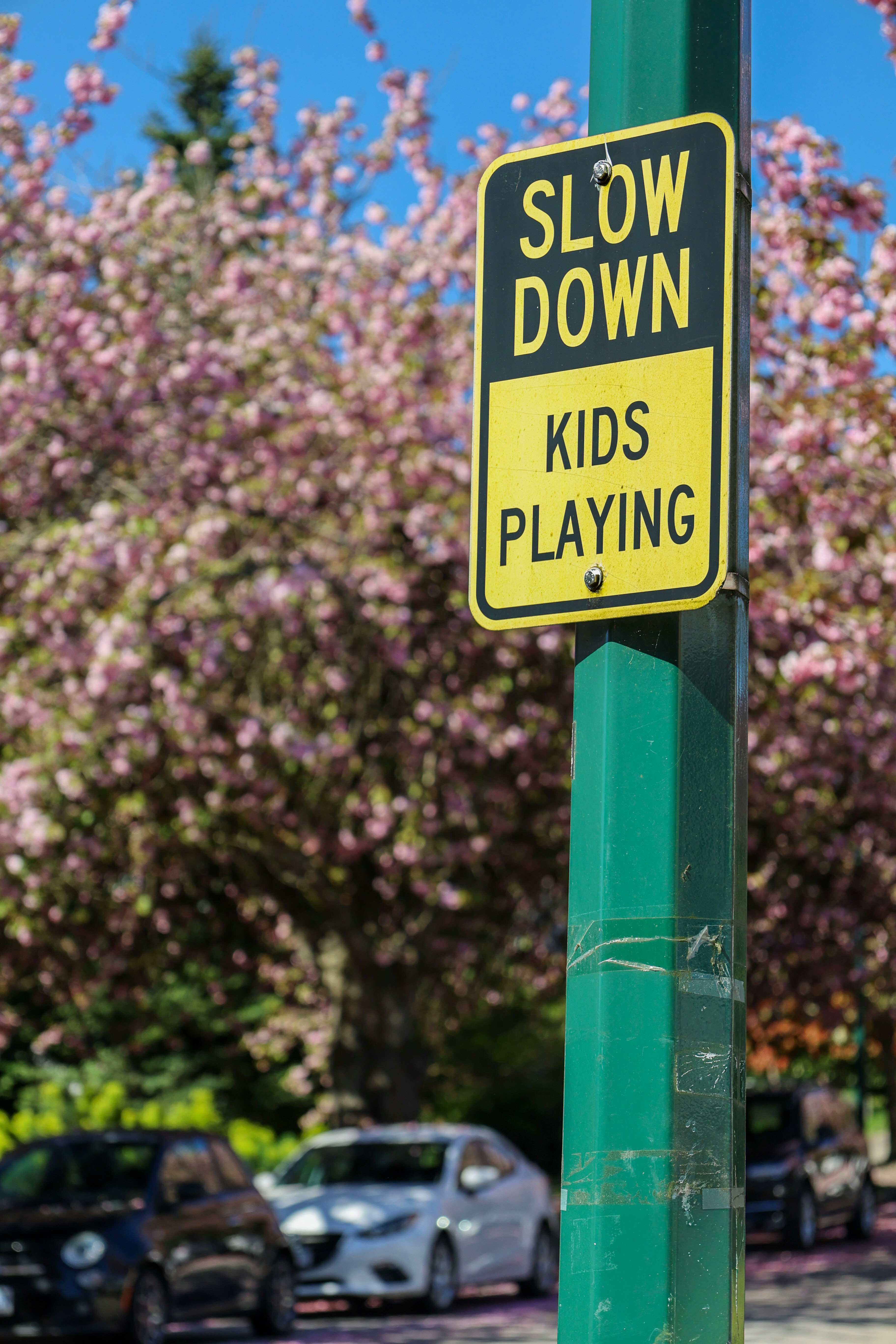 Yellow Warning, Green Pole, and Blossoms: A Street Scene in Focus