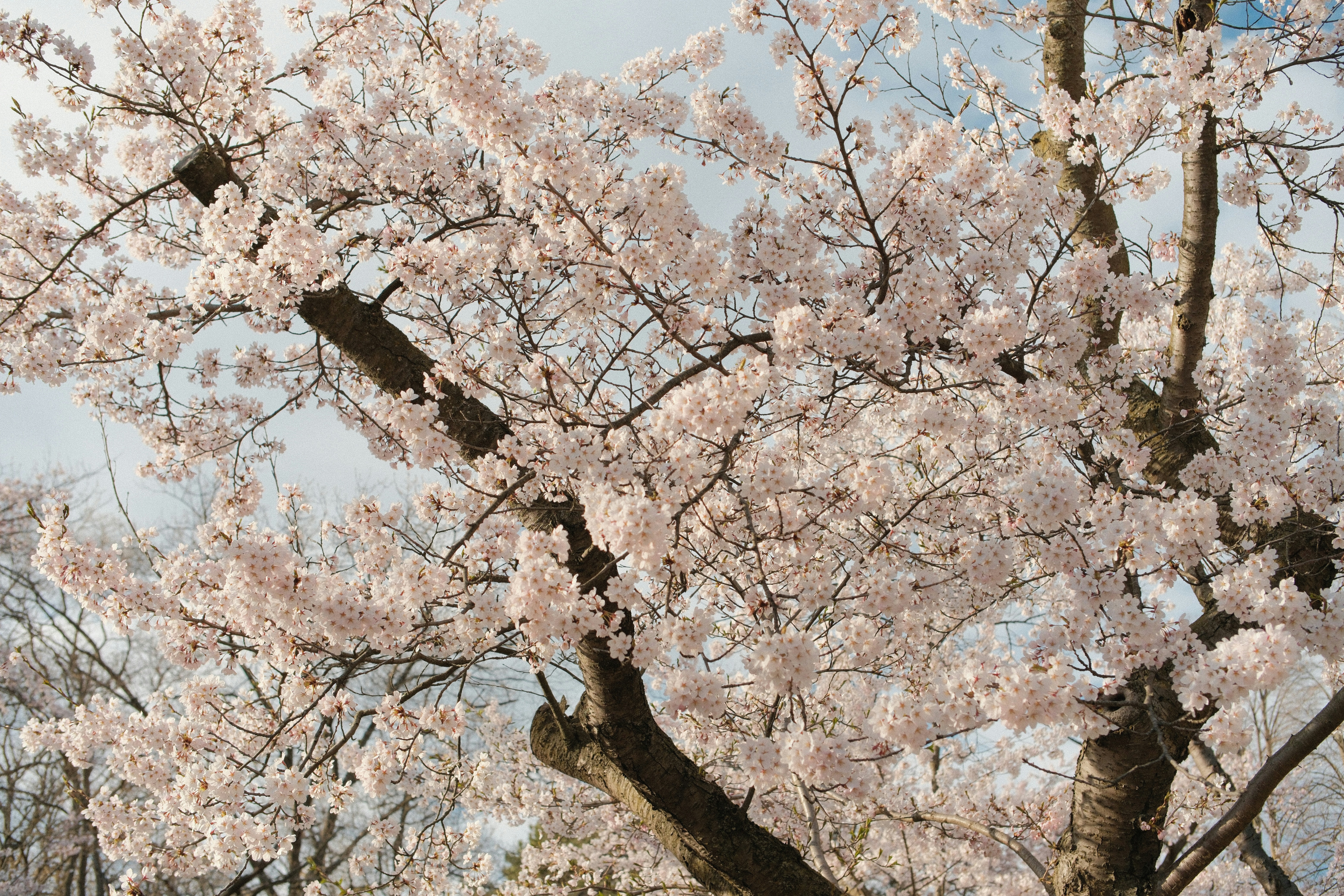 Blossoms on a Sunlit Branch