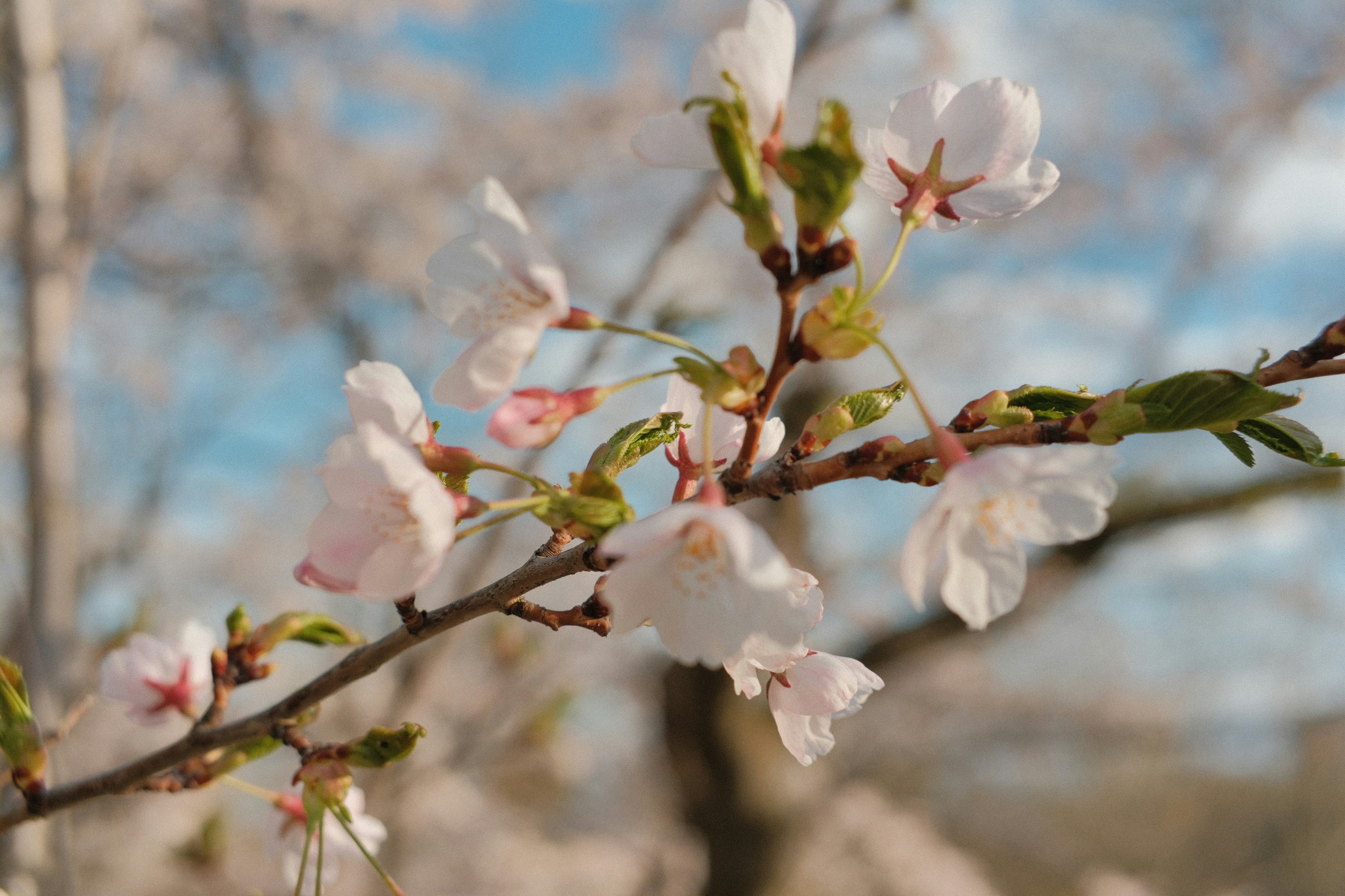 Soft Sakura Bloom on a Spring Branch