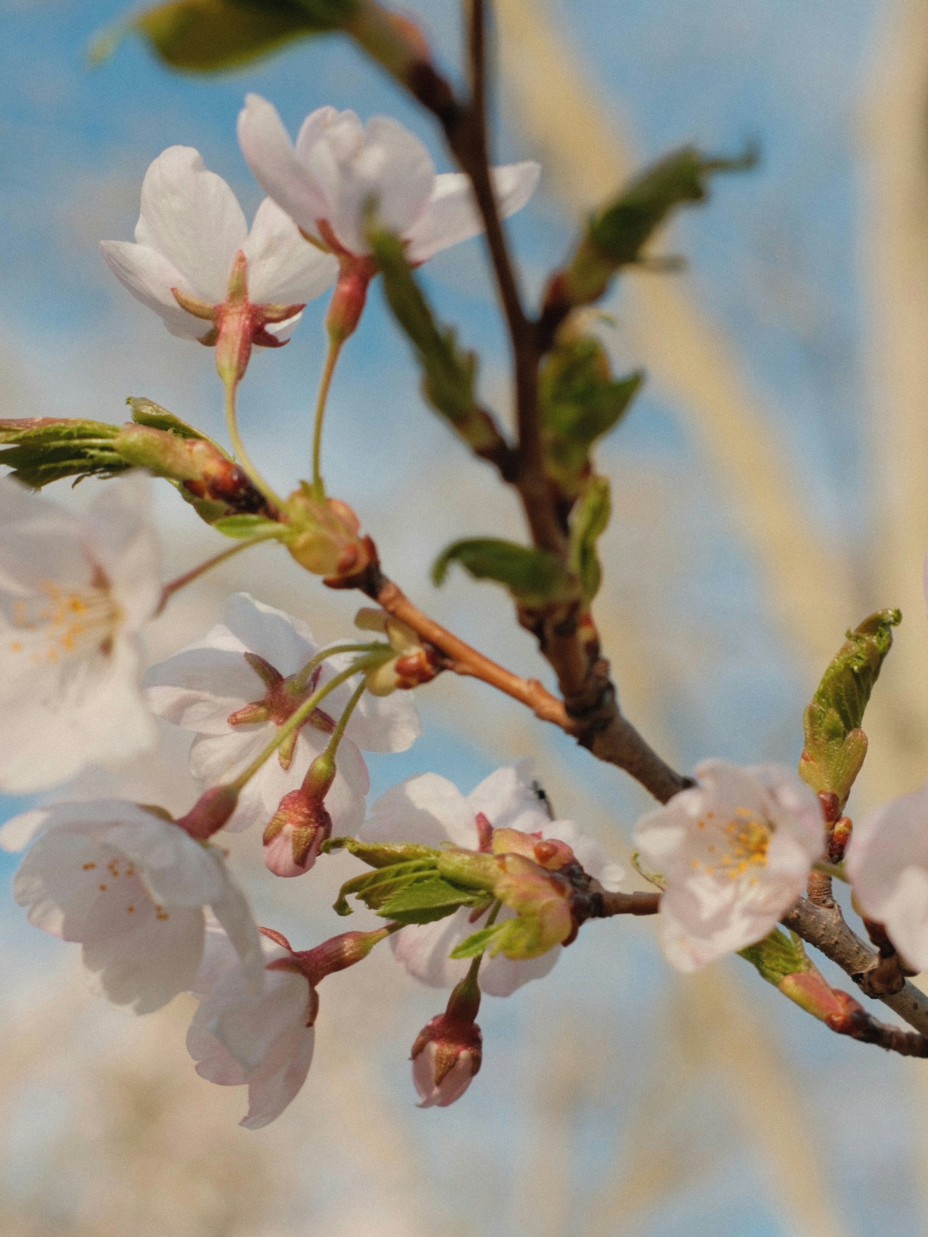 Blossoms in Focus: Delicate Cherry Flowers Reaching Toward Spring Sky