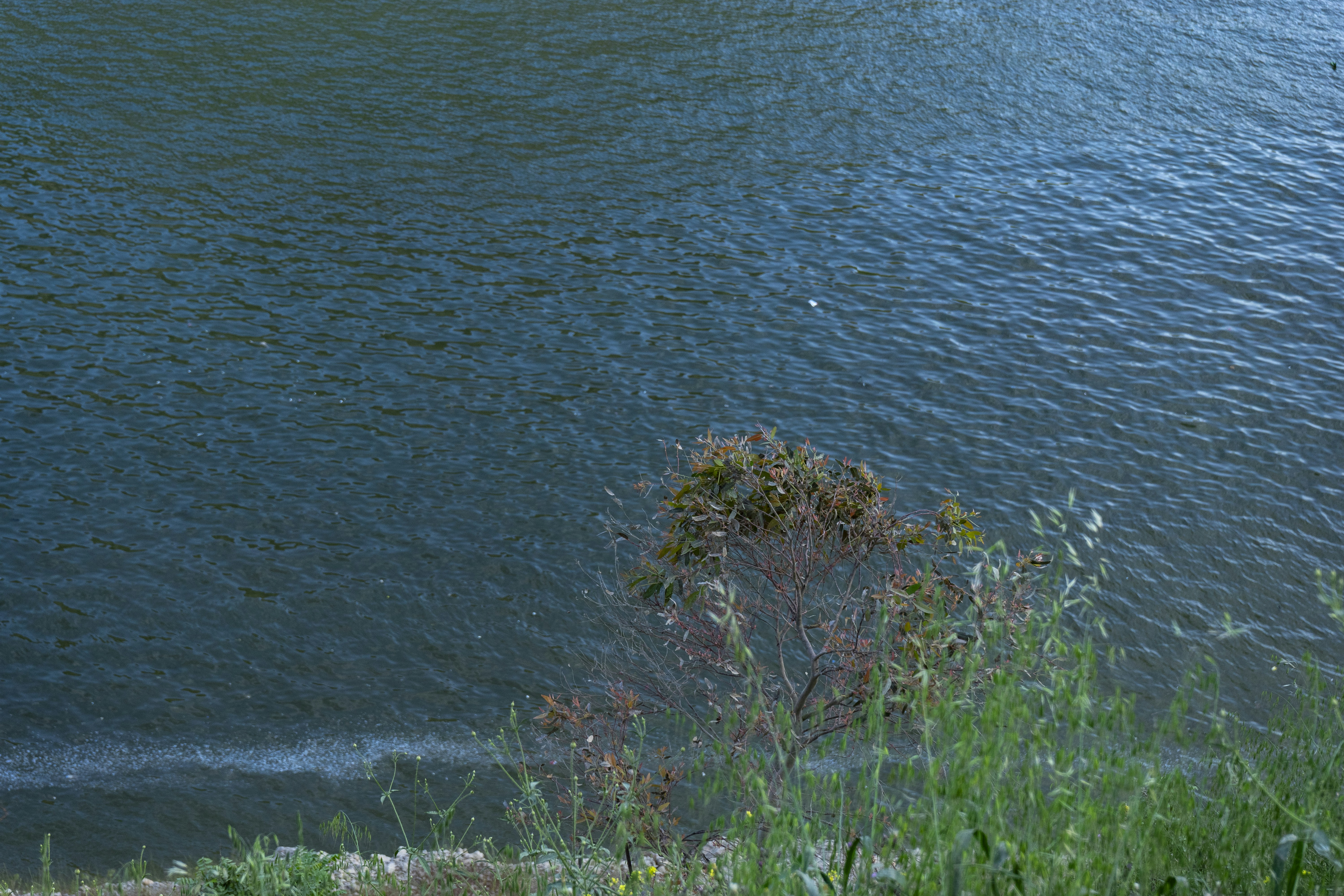 Green Verge by the Water: A Quiet Riverside Edge