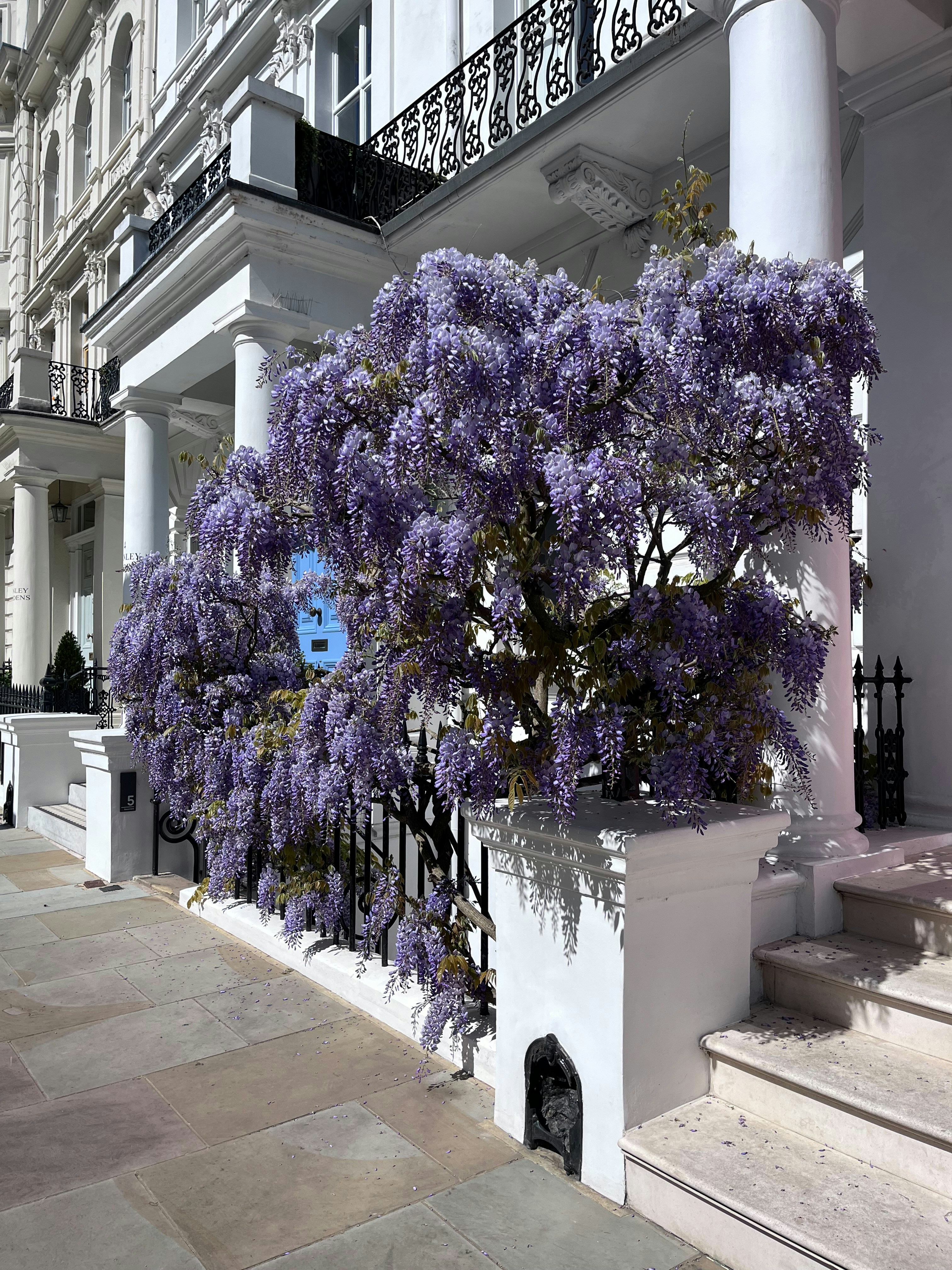 Wisteria Cascade Over a White Colonial Terrace