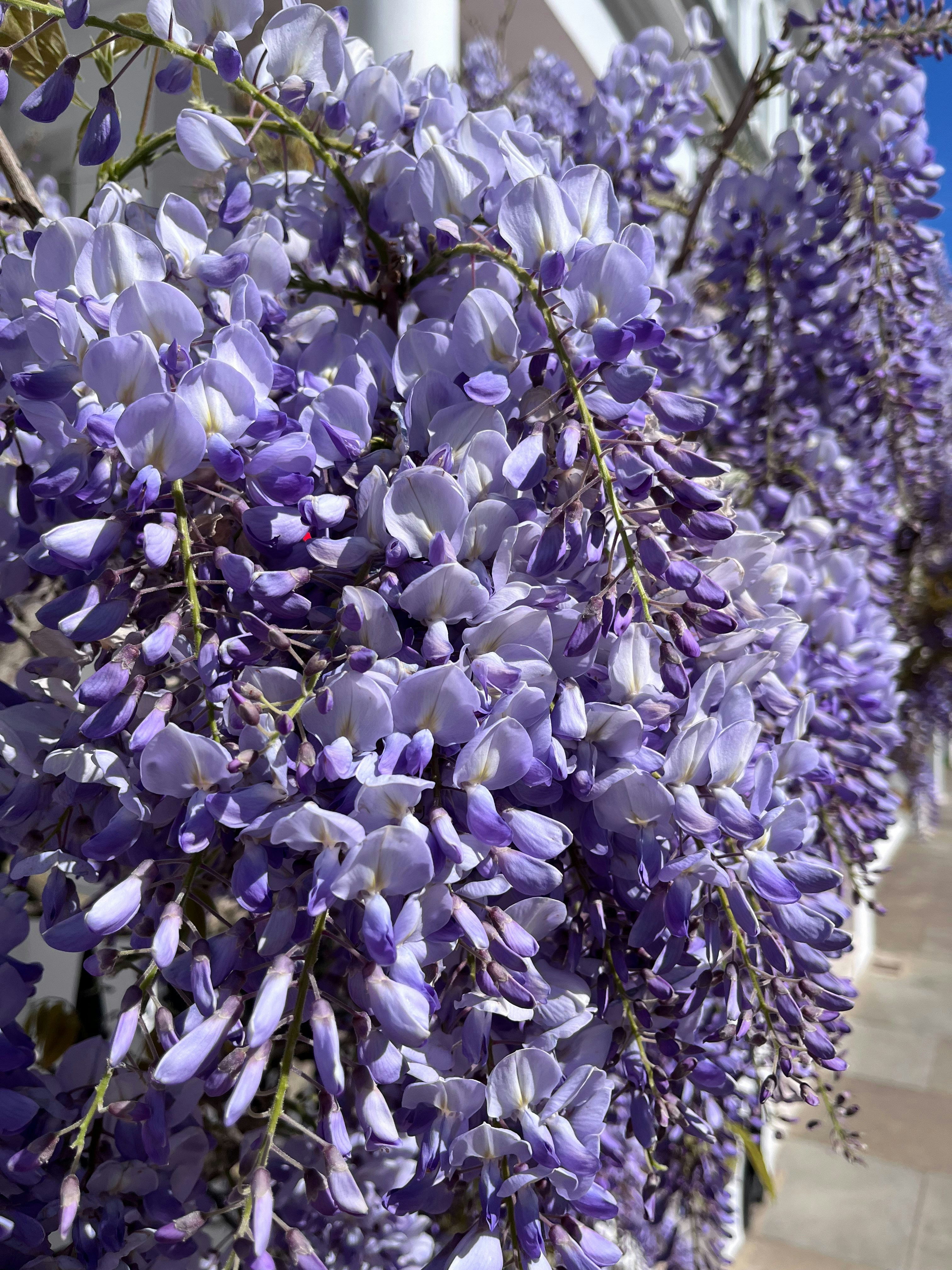 Cascade of Lavender Wisteria: a Framing of Blossoms Against a City Corridor