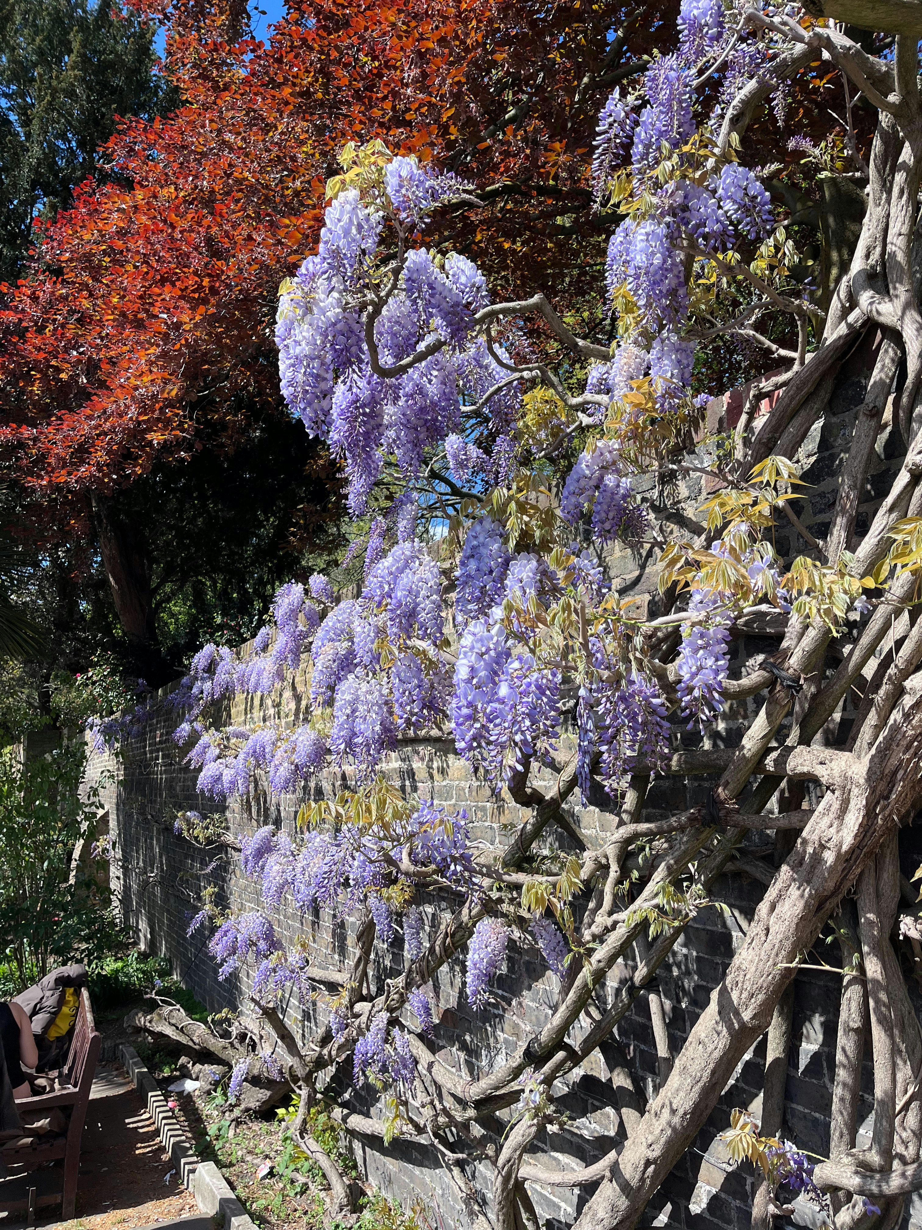 Wisteria Cascade Along a Sunlit Stone Terrace