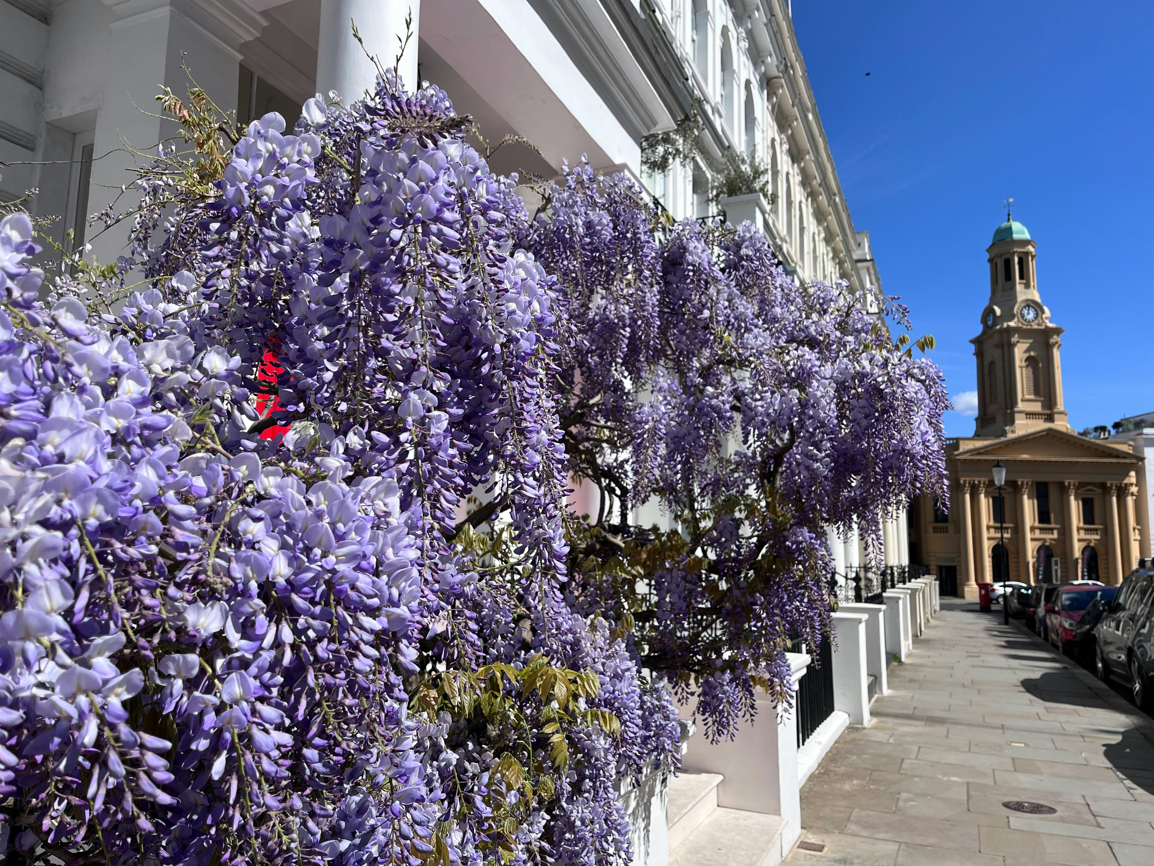 Cascade of Lavender Blooms Over a Quiet City Street