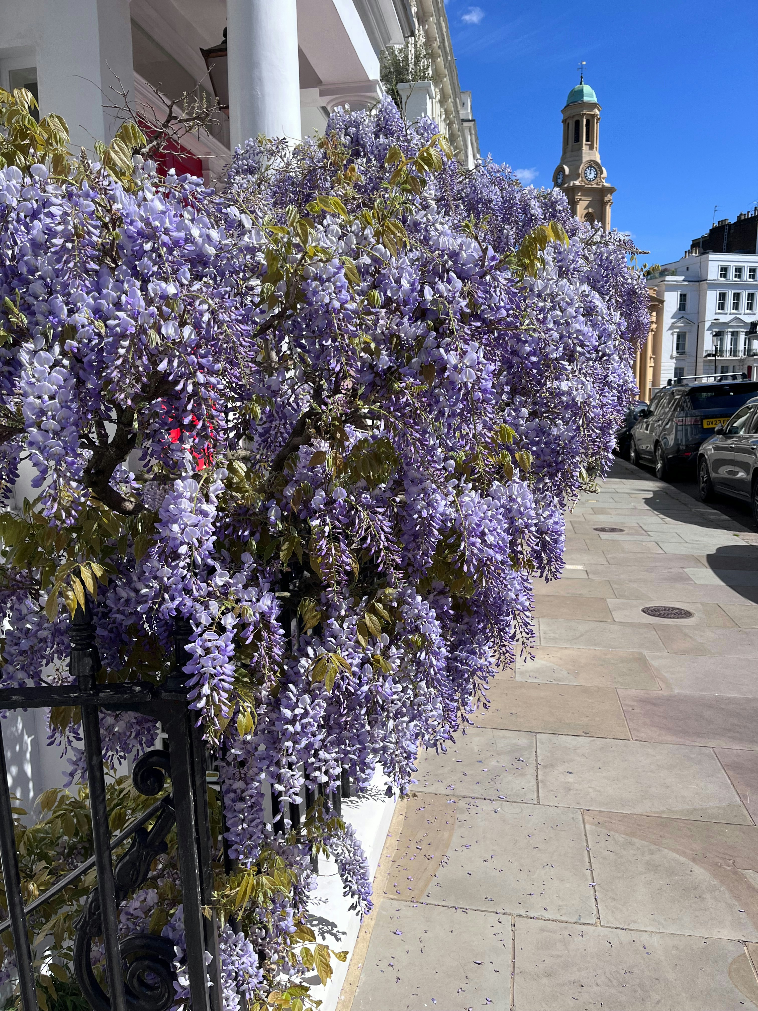 Lavender Cascade Along a Sunlit City Street