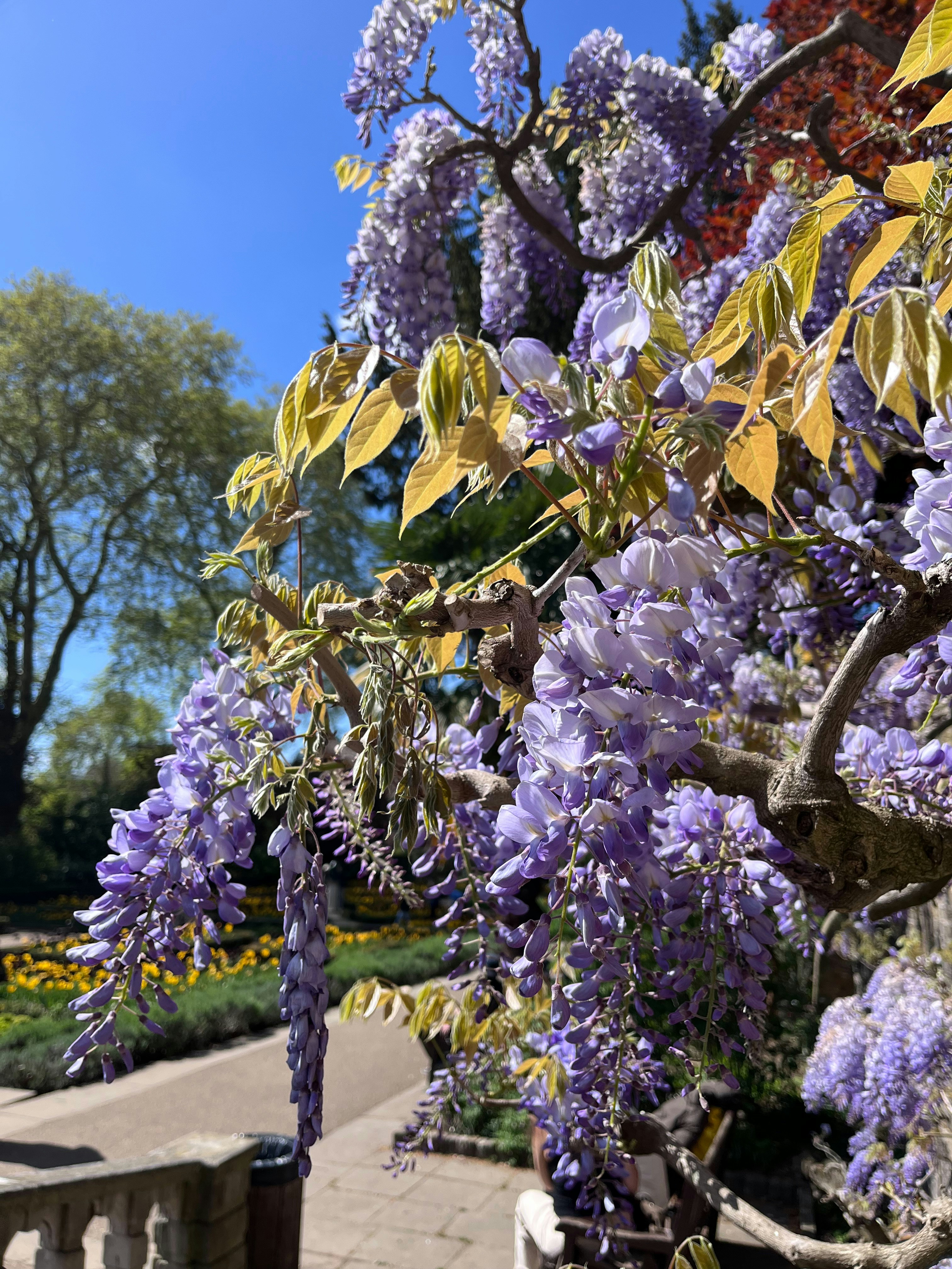 Purple Wisteria Cascade over a Sunlit Garden Path