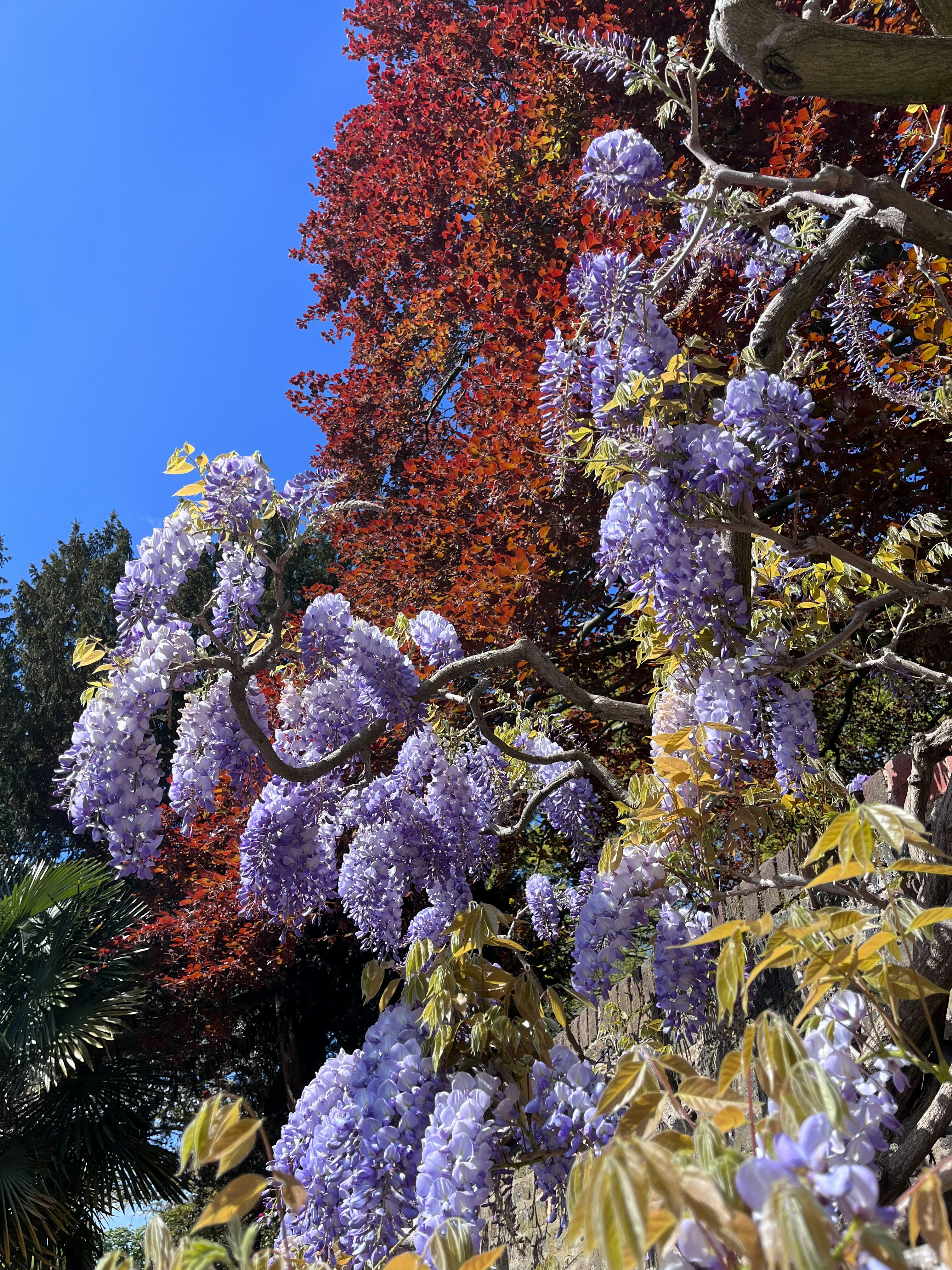 Purple Wisteria Cascade Against a Timeless Autumn Backdrop