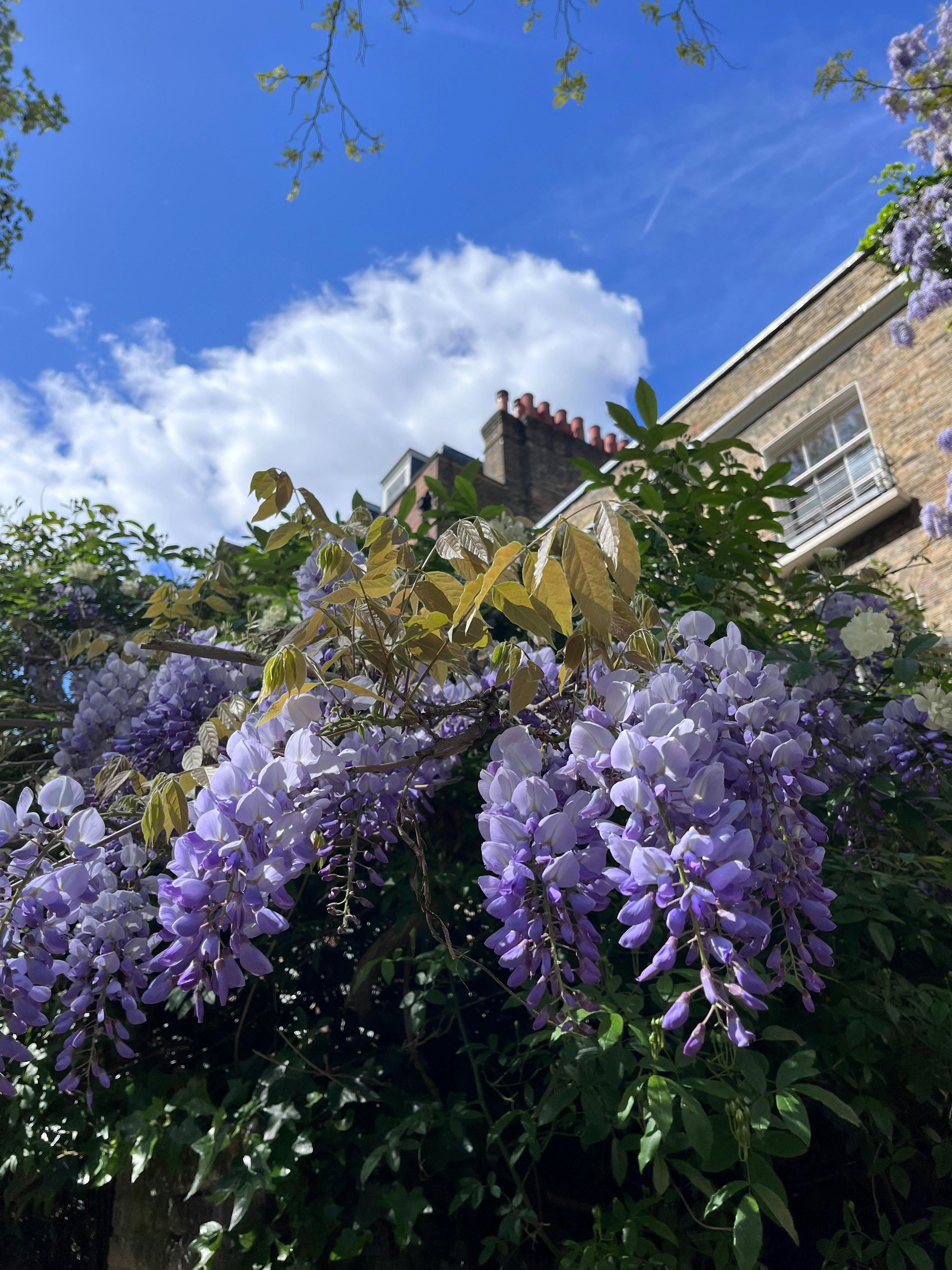 Purple Cascade: Wisteria Framing a Sunny Sky Over Urban Rooftops