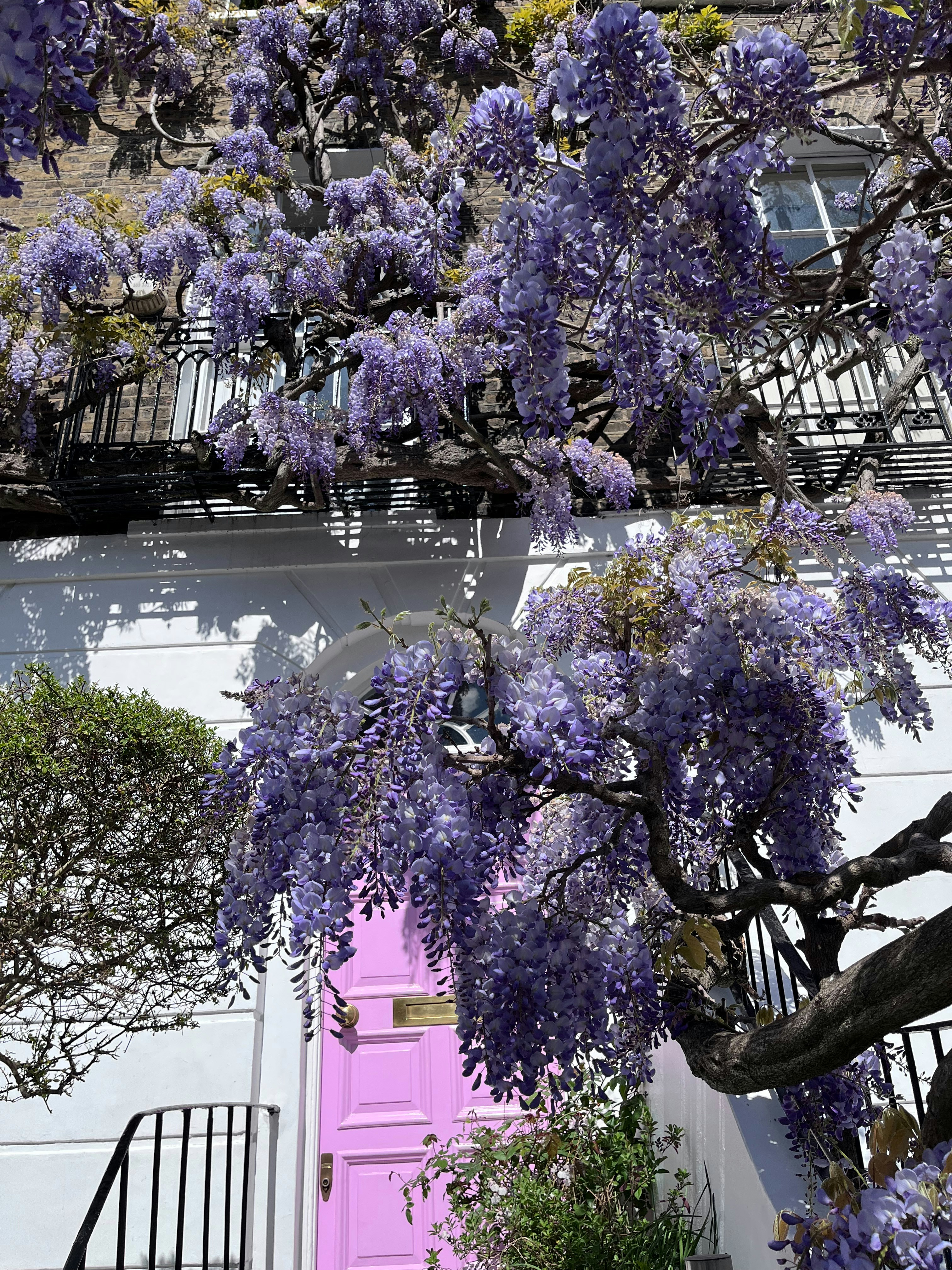 Purple Wisteria over a Lavender-Door Facade