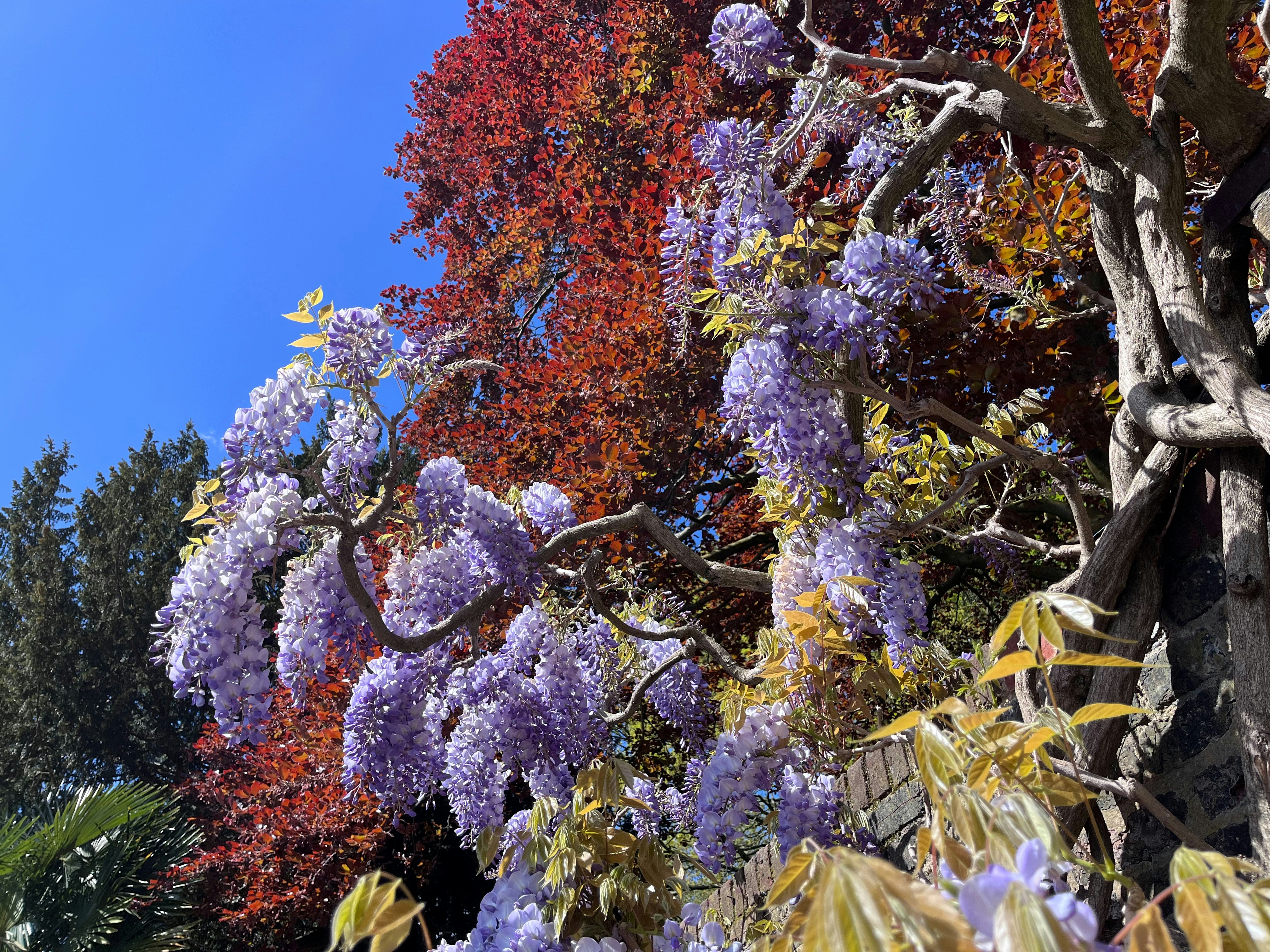 Lavender Vines Against a Cerulean Sky