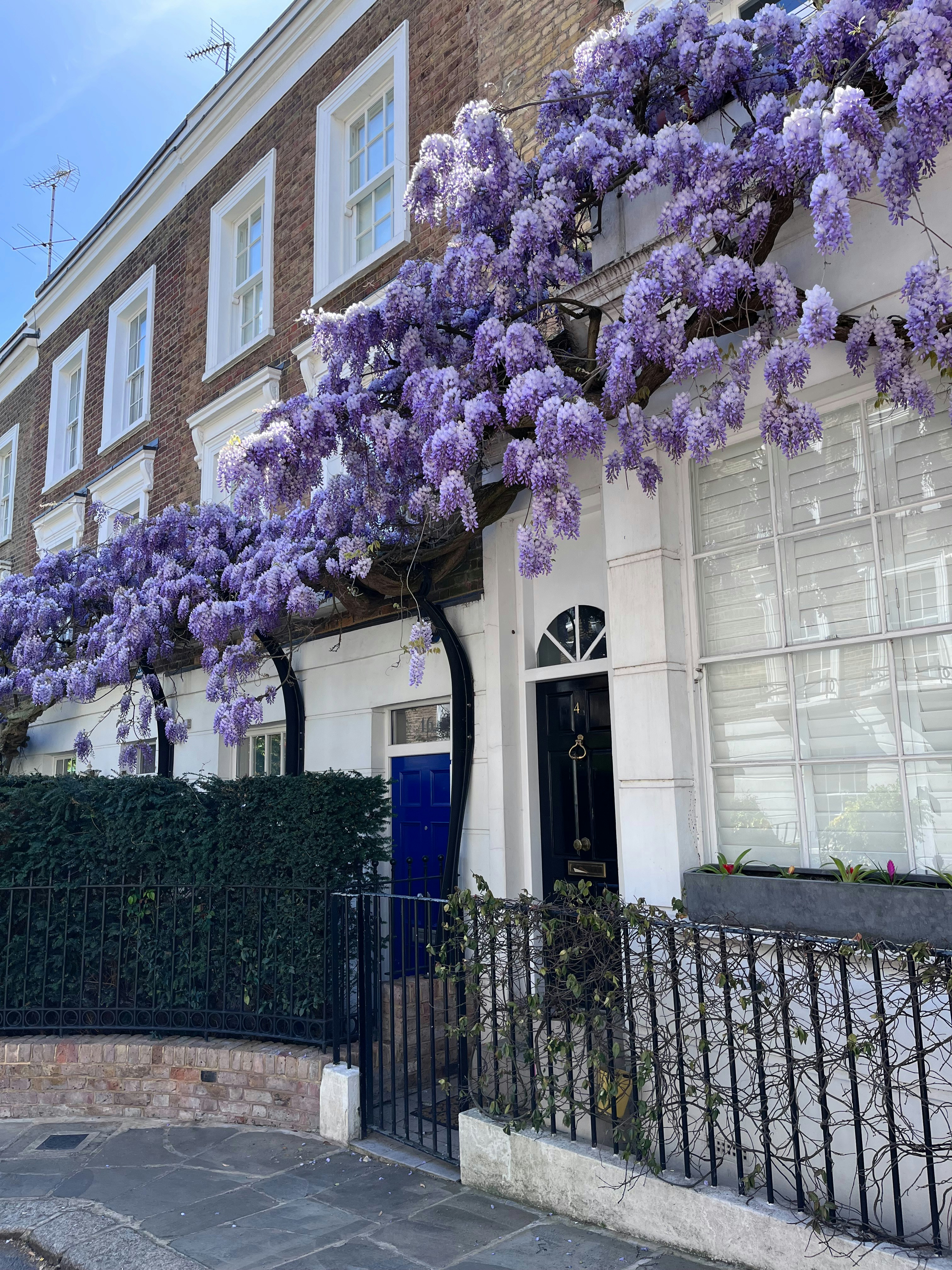 Purple Cascade Over a Heritage Facade